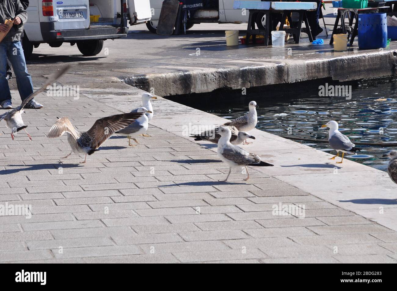 Marseille Seagulls of the pier of the old port Stock Photo - Alamy