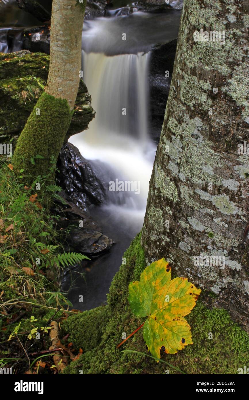 Stream in woodland flowing down to loch voil balquhidder Stirling Stock ...