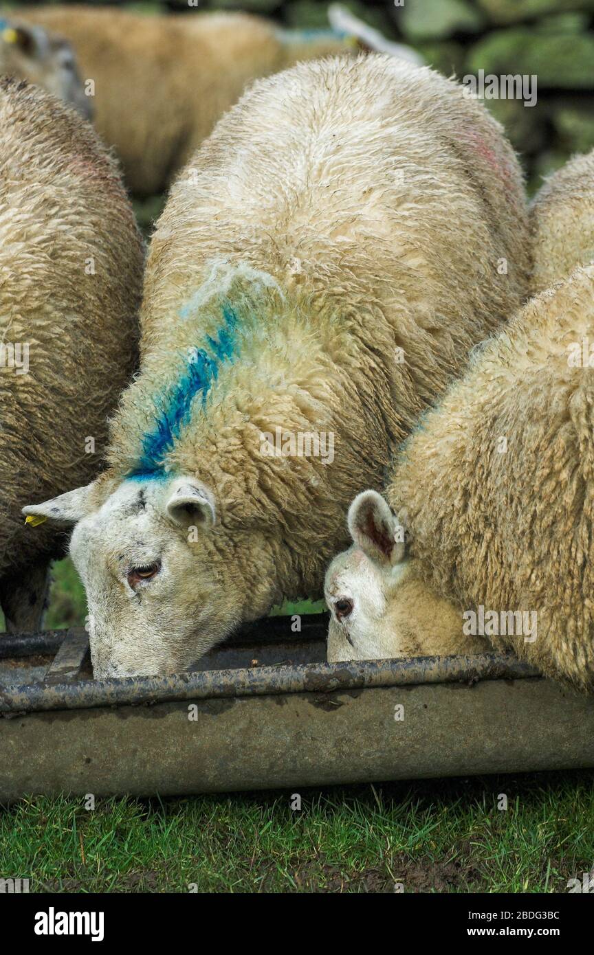 Fat lambs, about 8 months old, eating feed from a trough. Cumbria, UK ...