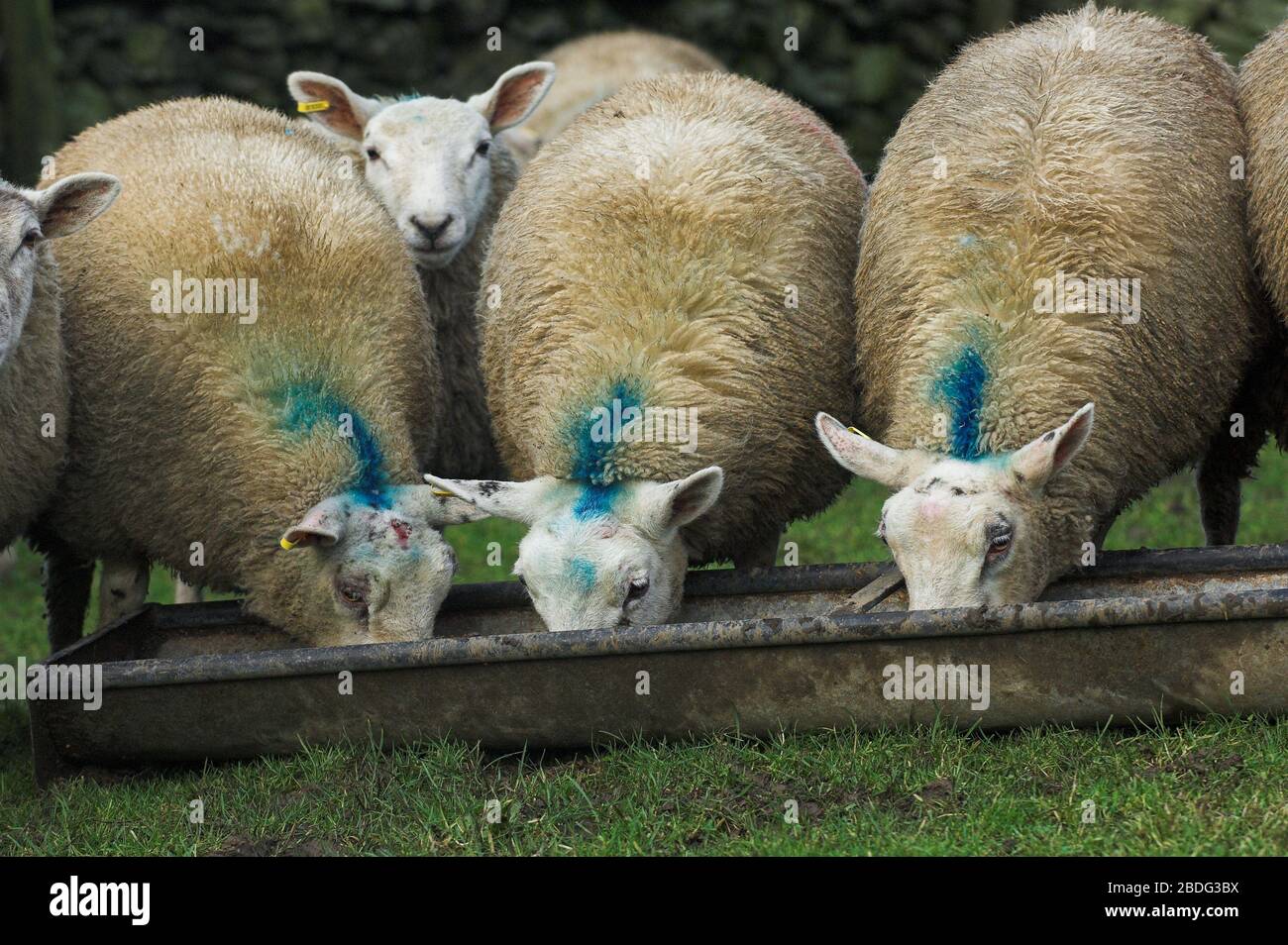 Fat lambs, about 8 months old, eating feed from a trough. Cumbria, UK ...
