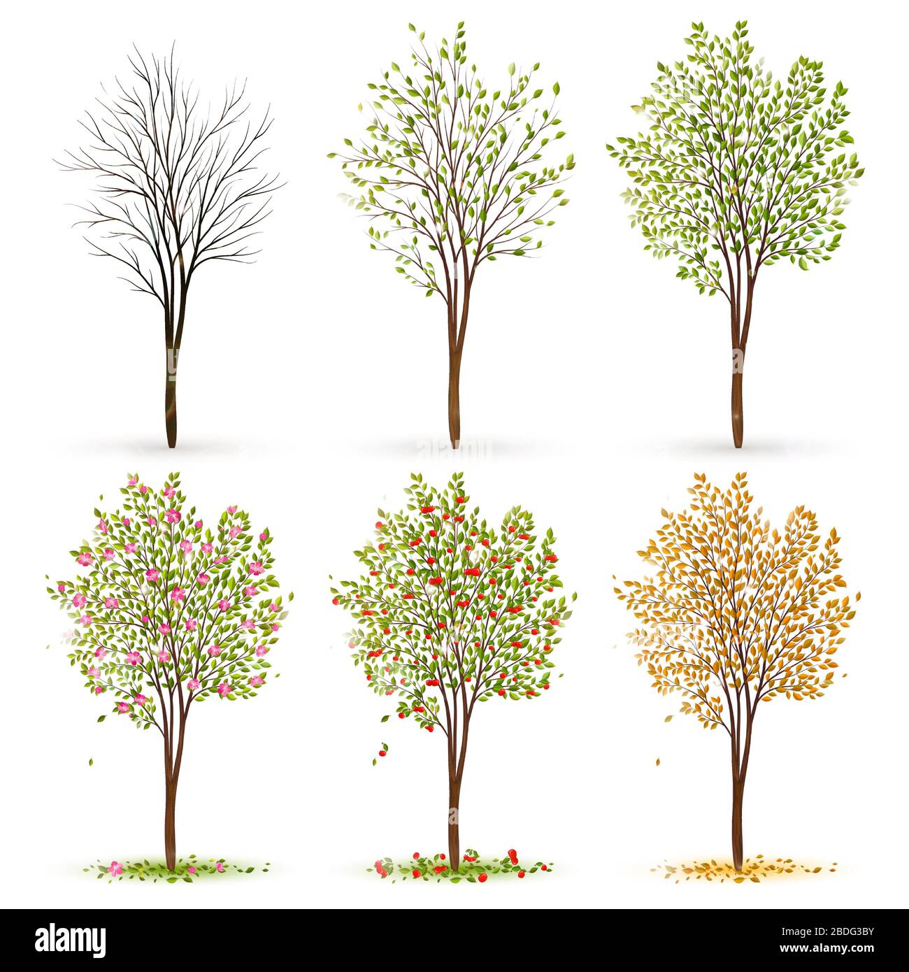 Seasons of tree vector Stock Vector Image & Art - Alamy