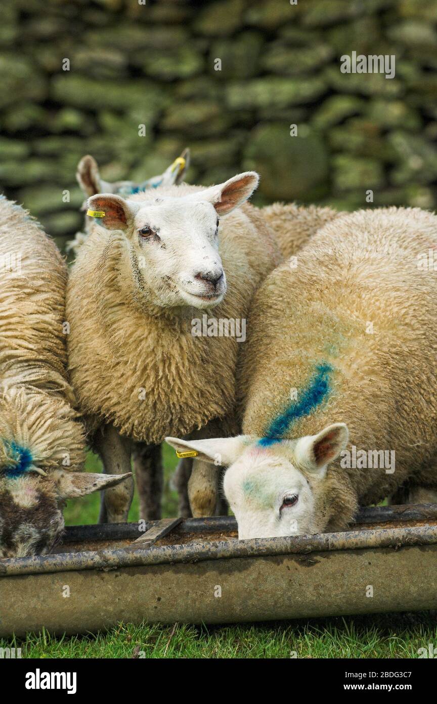 Fat lambs, about 8 months old, eating feed from a trough. Cumbria, UK ...