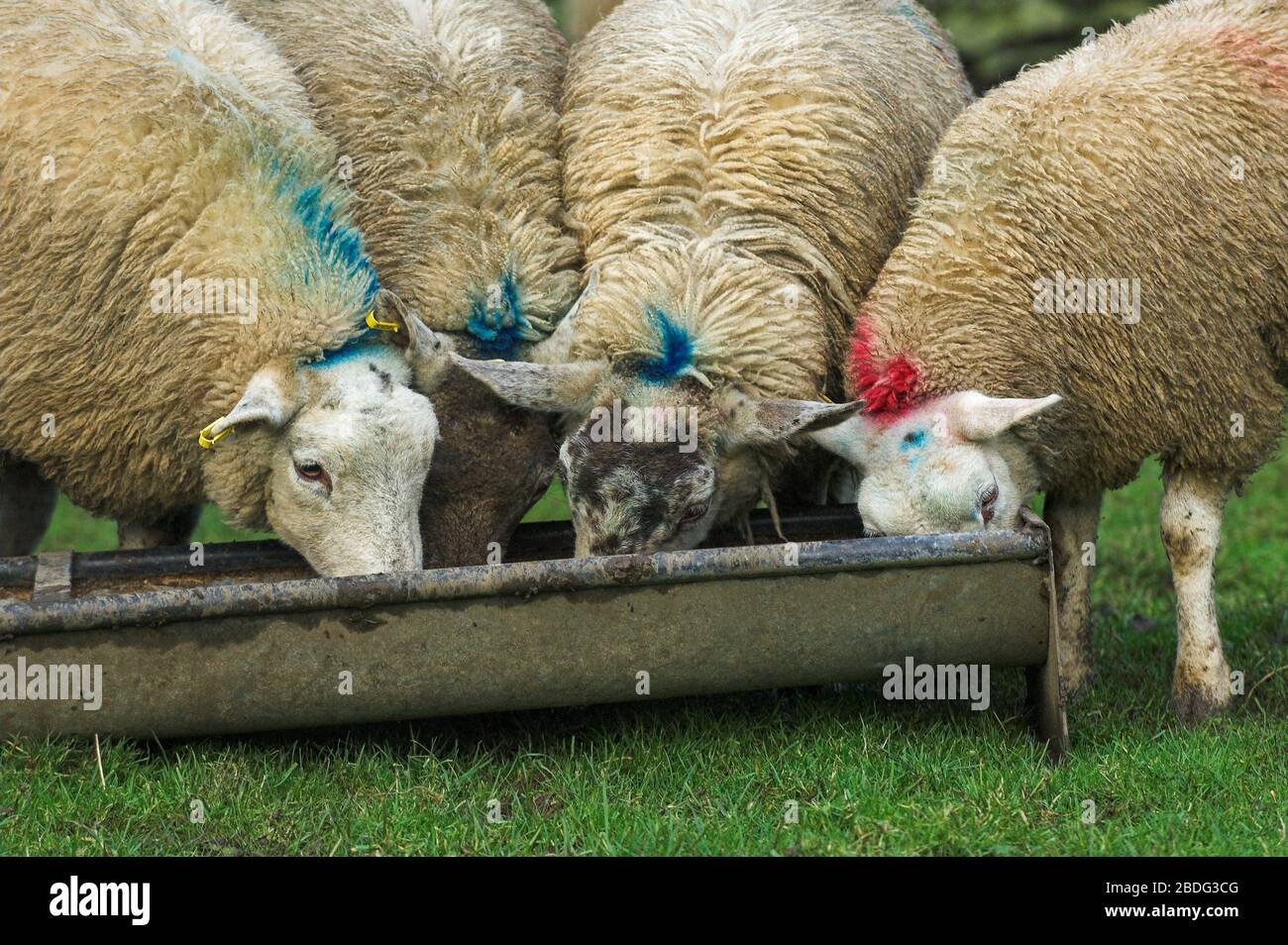 Fat lambs, about 8 months old, eating feed from a trough. Cumbria, UK ...