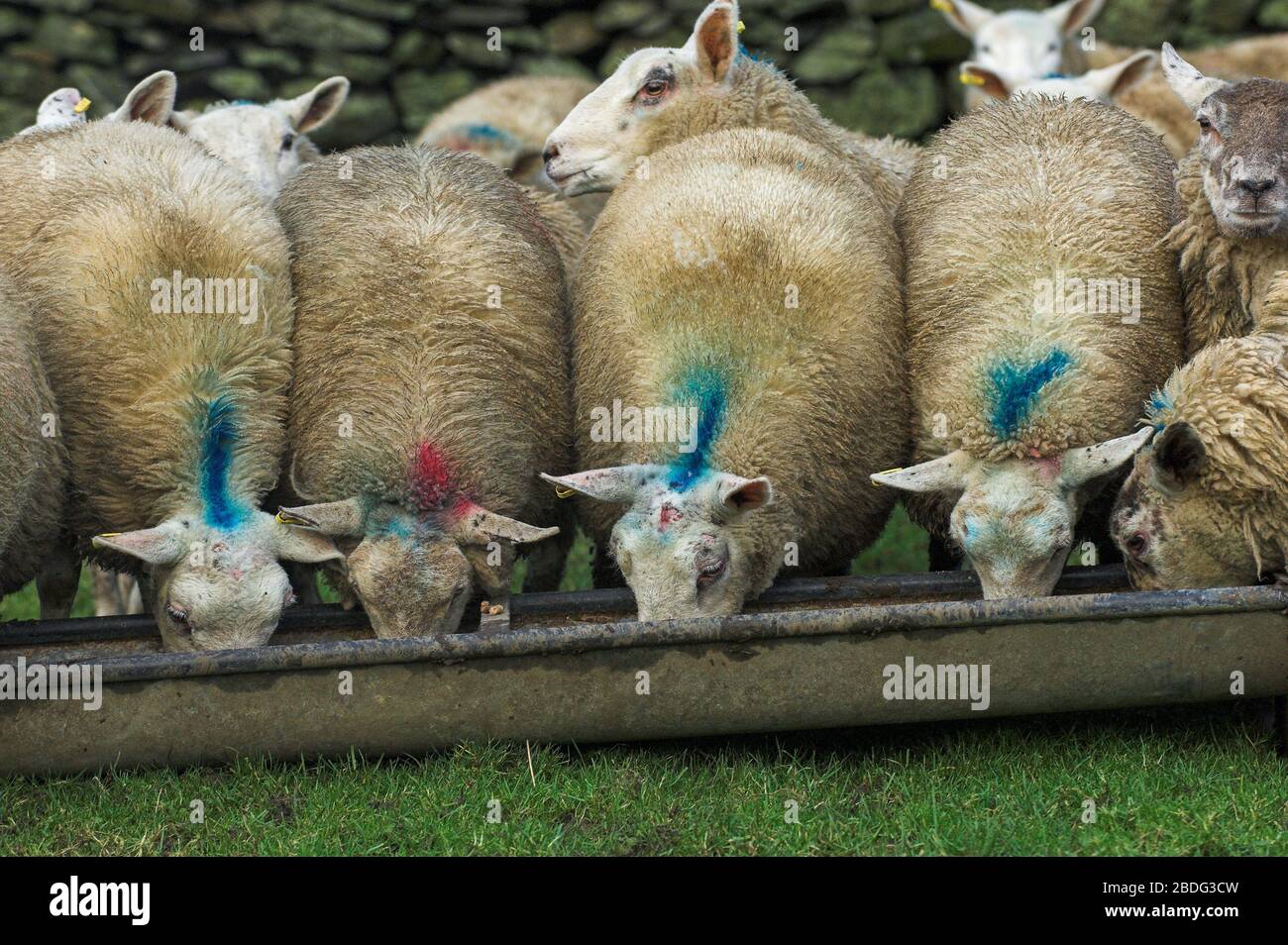 Sheep eating at a trough hi-res stock photography and images - Alamy