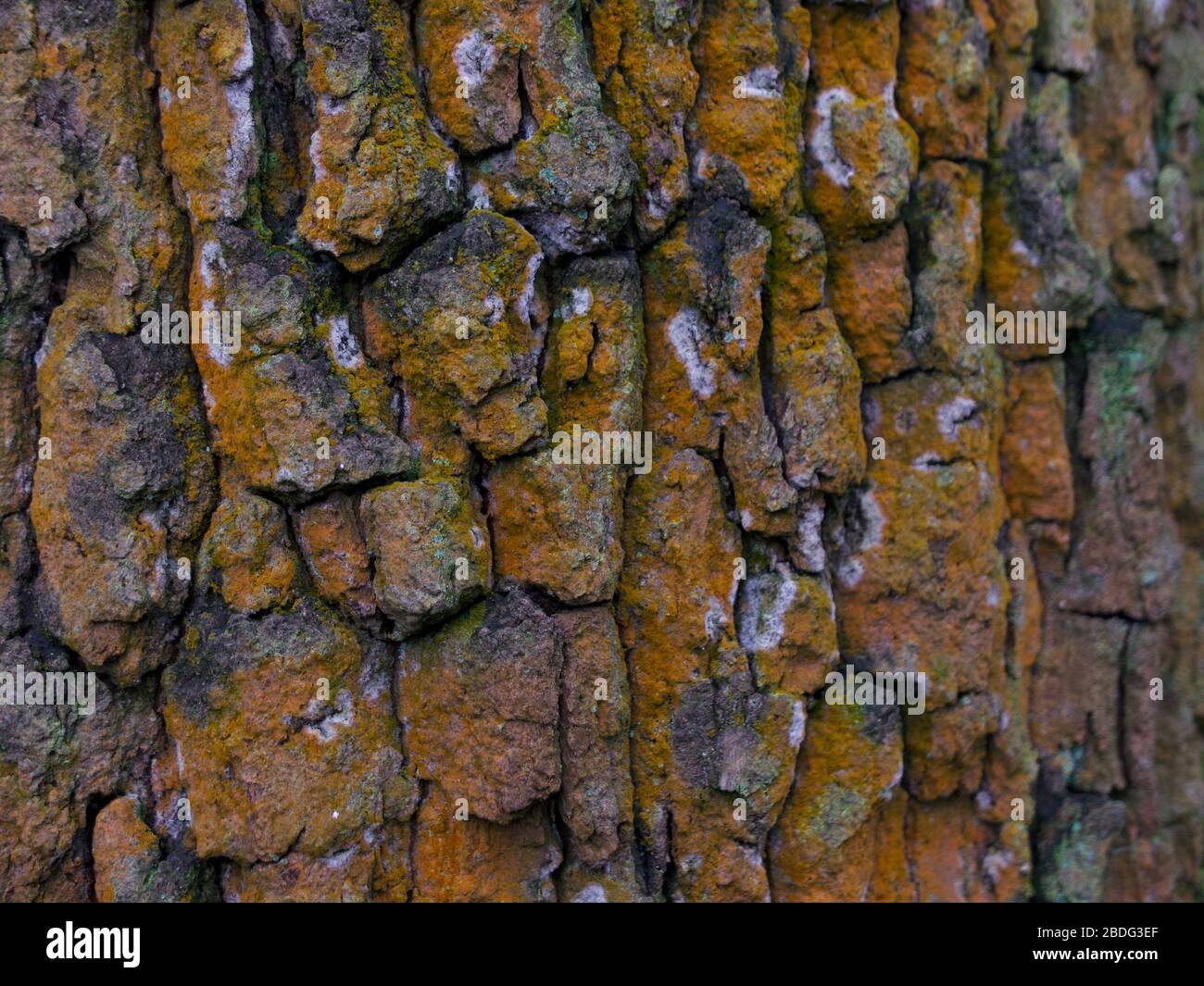 Old gnarled tree trunk showing bark with dark orange growth Stock Photo ...
