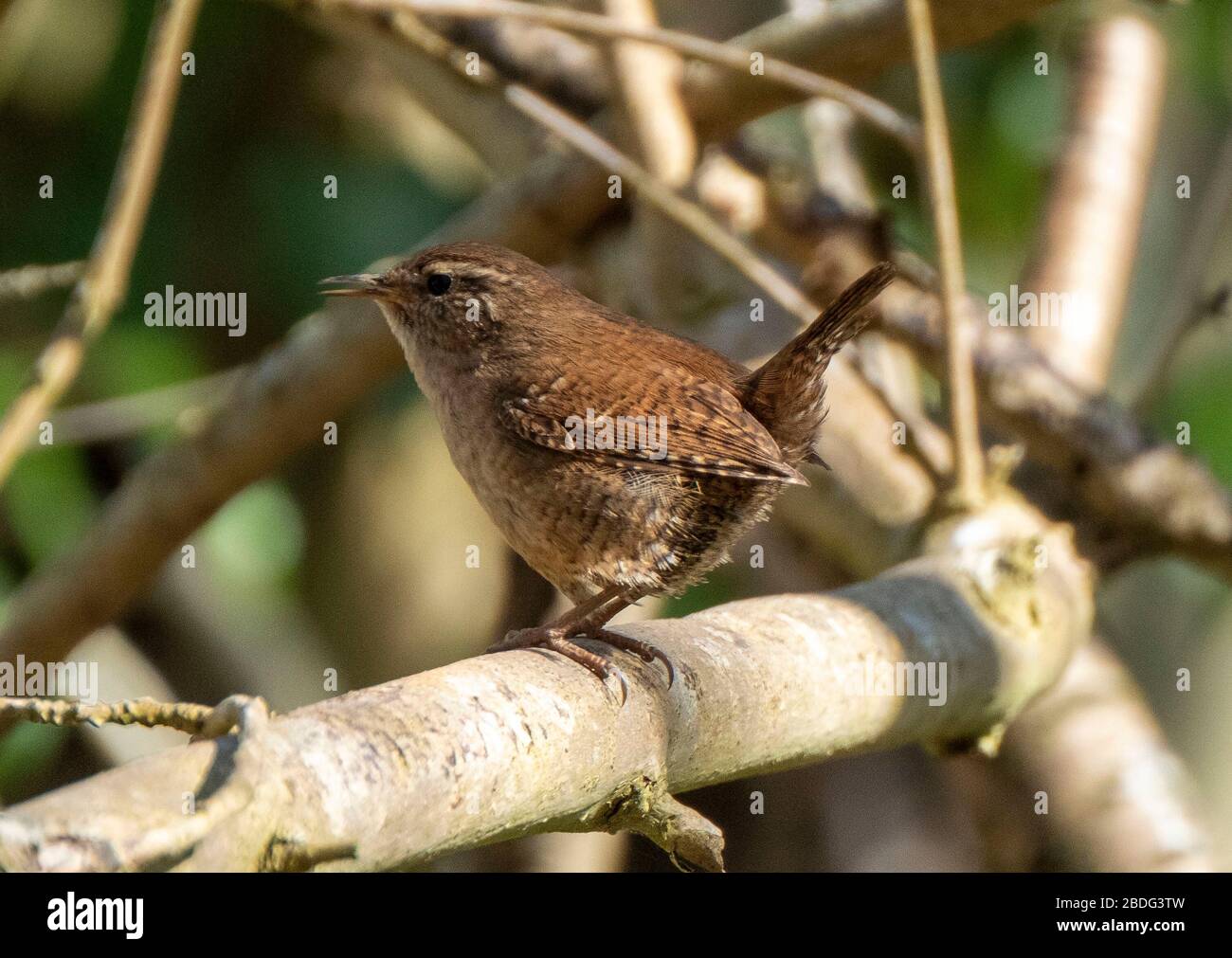 British wren hi-res stock photography and images - Alamy