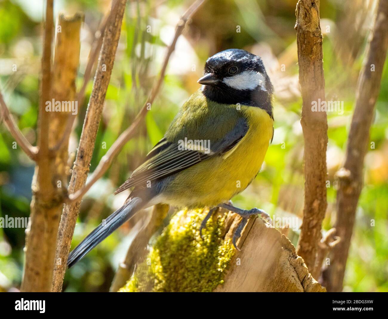 Adult male Great Tit, Parus major, Scotland, UK Stock Photo - Alamy