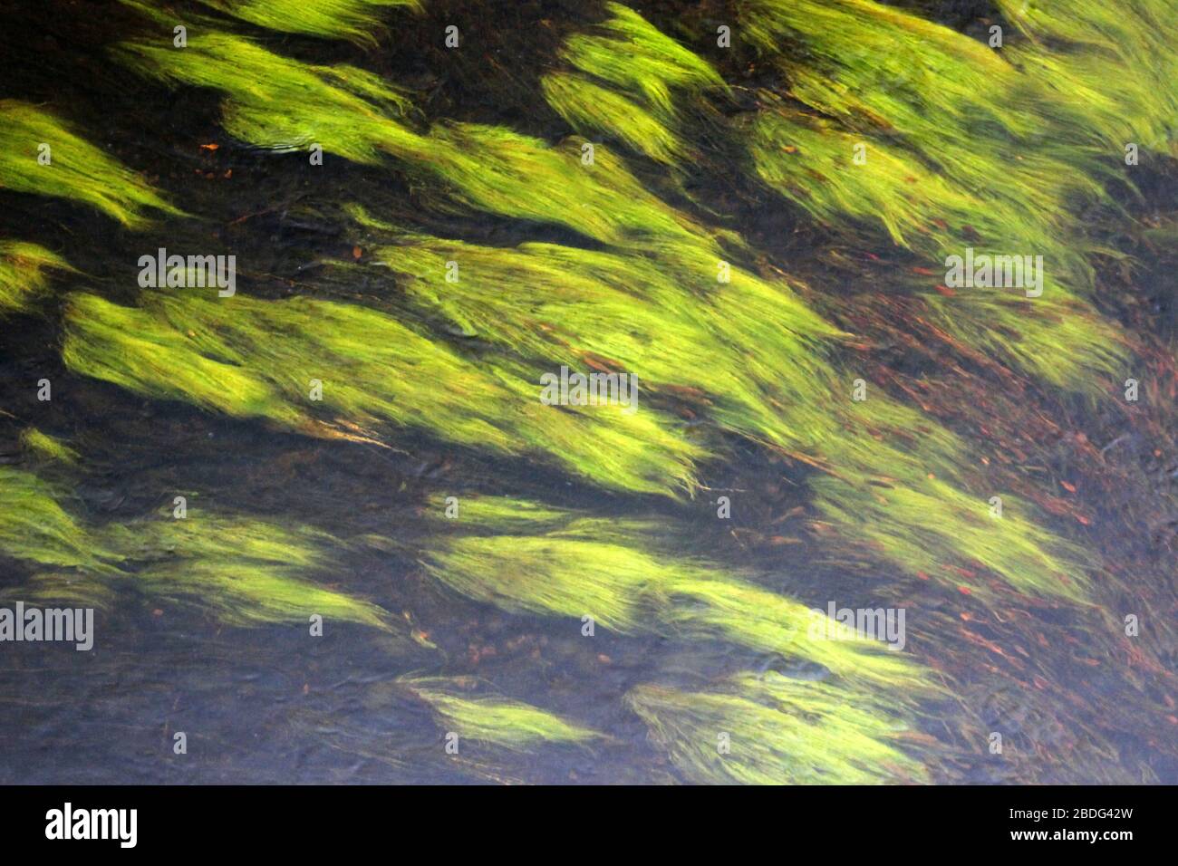 Green plant or weed in flowing water of loch Voil Balquhidder Trossachs ...