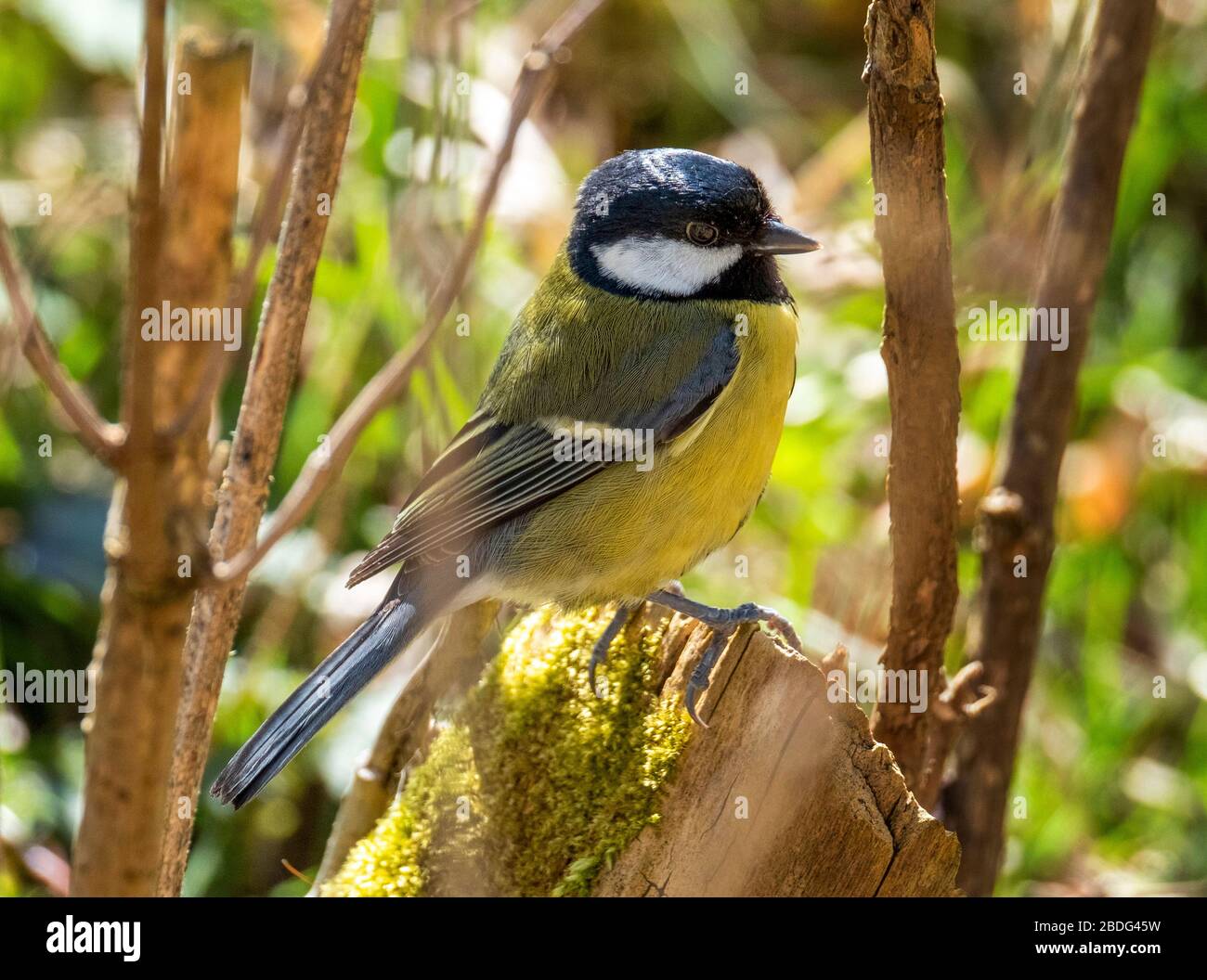 Adult Male Great Tit, Parus major, Scotland, UK Stock Photo - Alamy