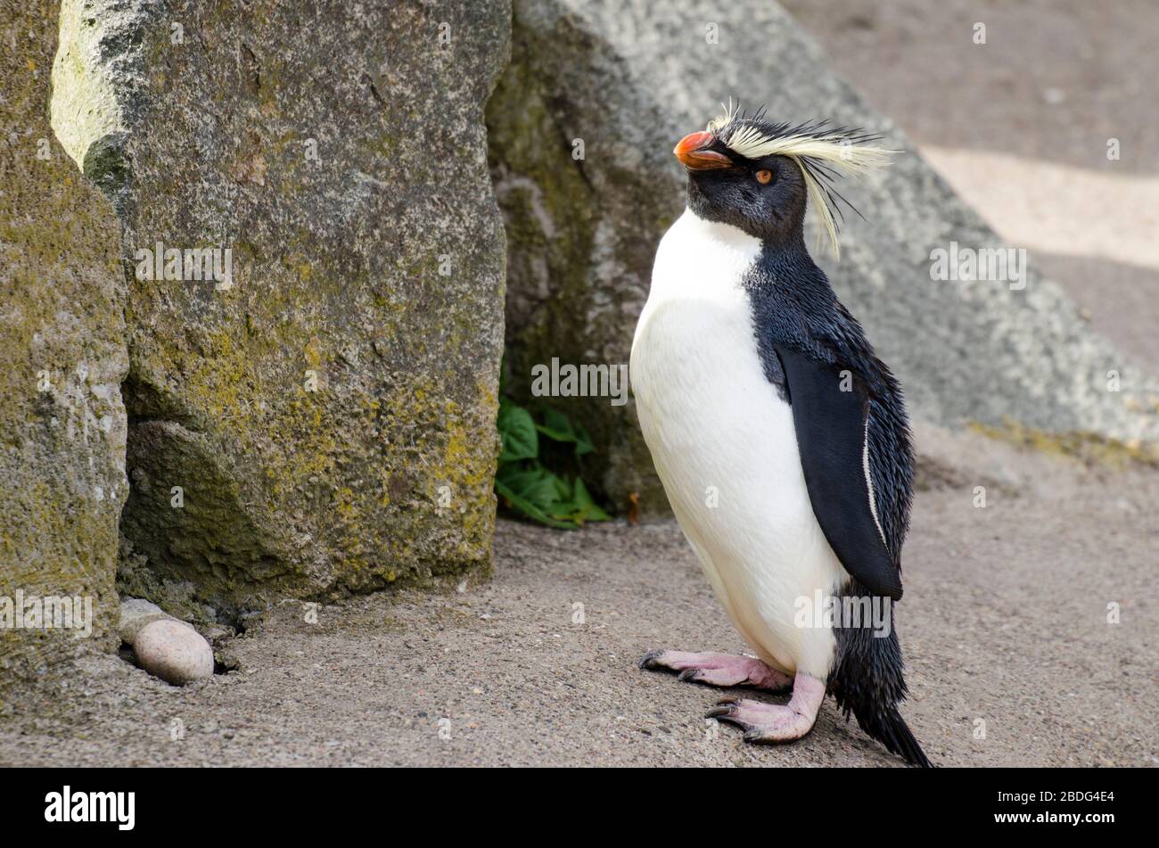 Close Up of Rockhopper Penguin Stock Photo - Alamy