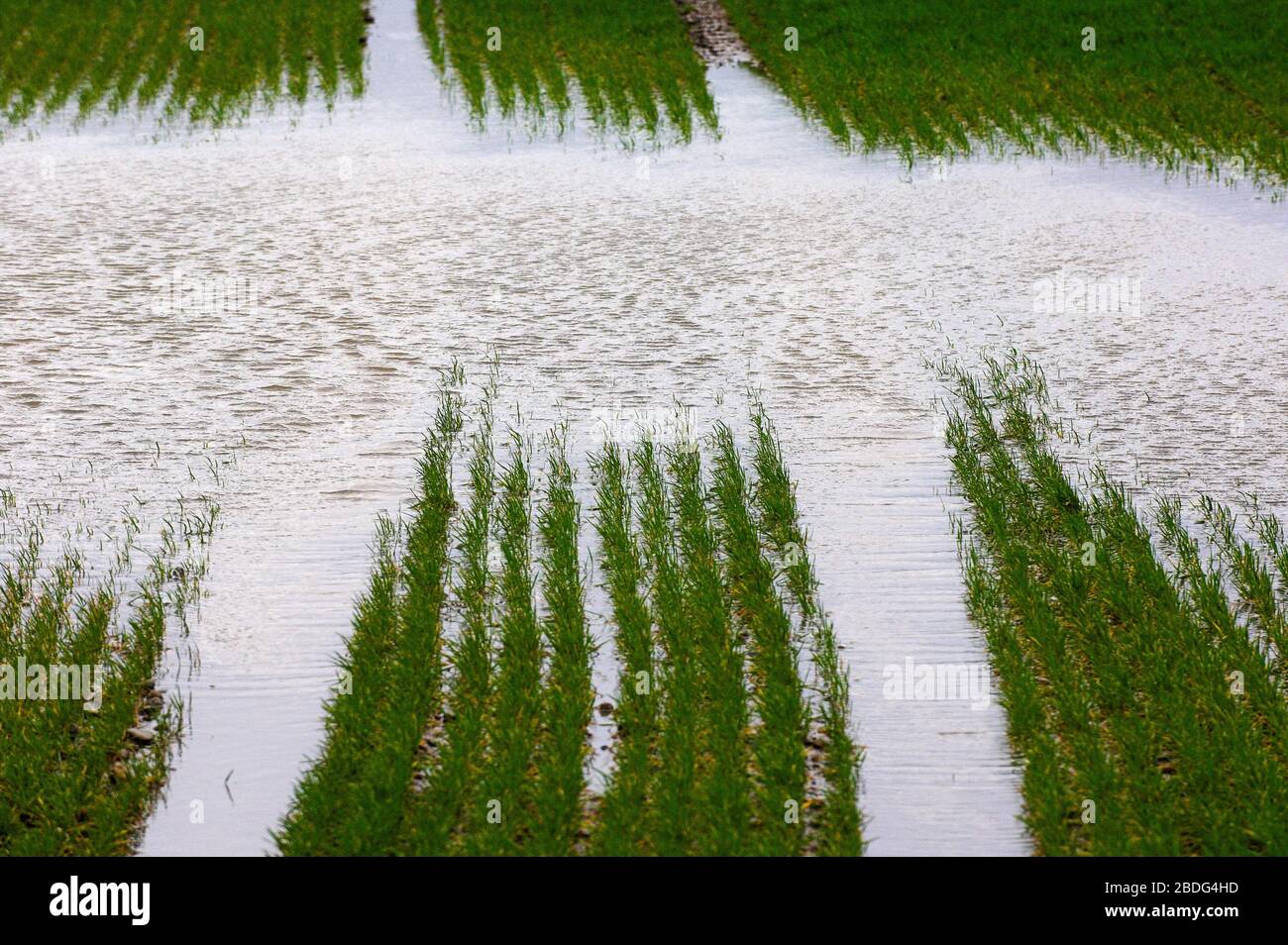 Wet barley hi-res stock photography and images - Alamy