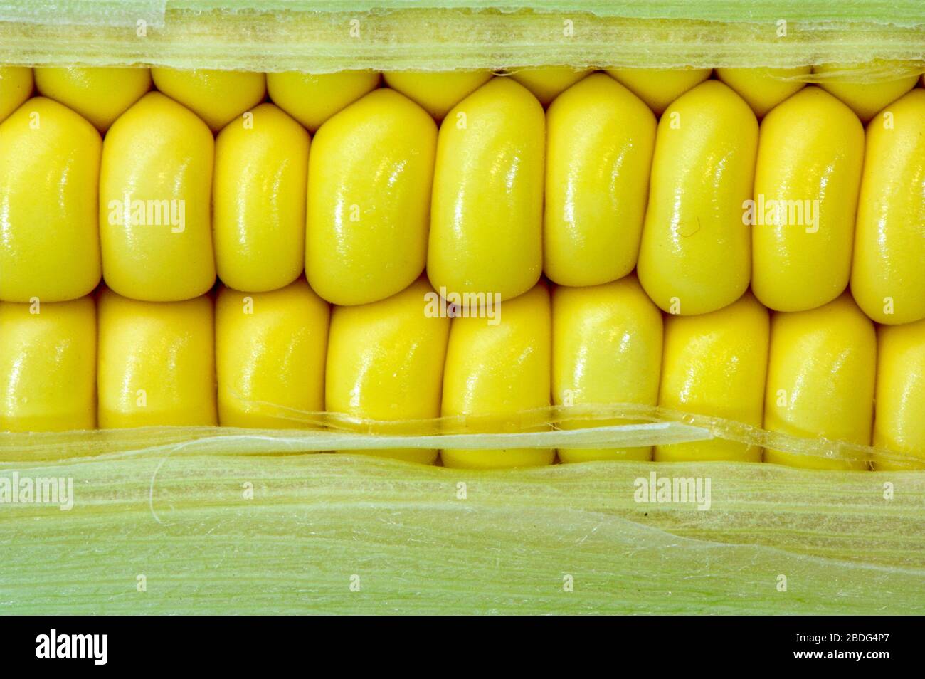 Sweetcorn on the cob Stock Photo - Alamy