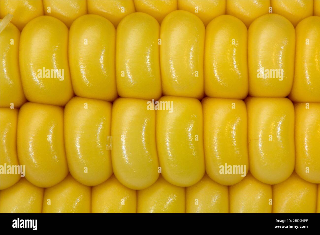 Sweetcorn on the cob Stock Photo - Alamy