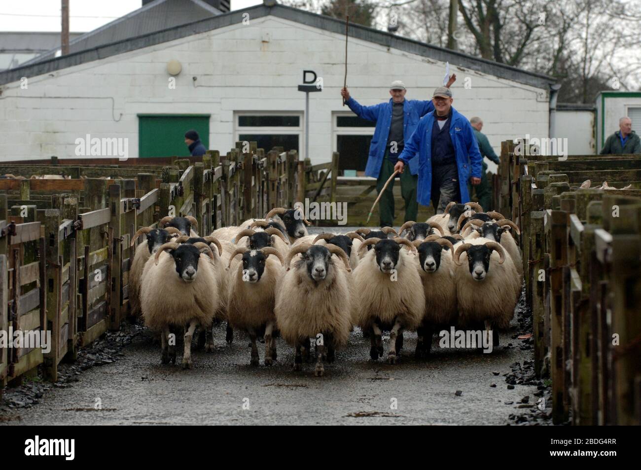 Wooler auction mart hi-res stock photography and images - Alamy