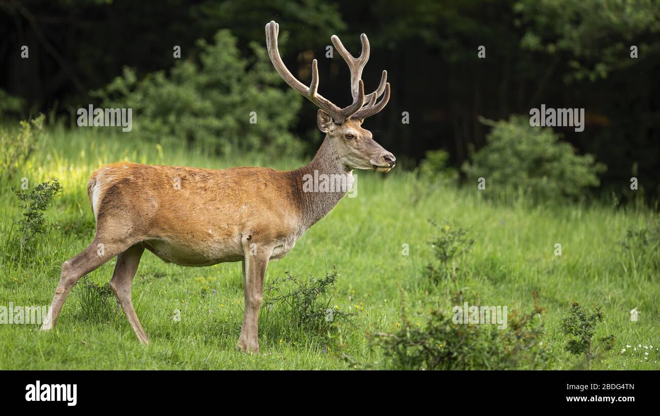 Alert red deer looking aside on steppe ecosystem in green summer Stock ...