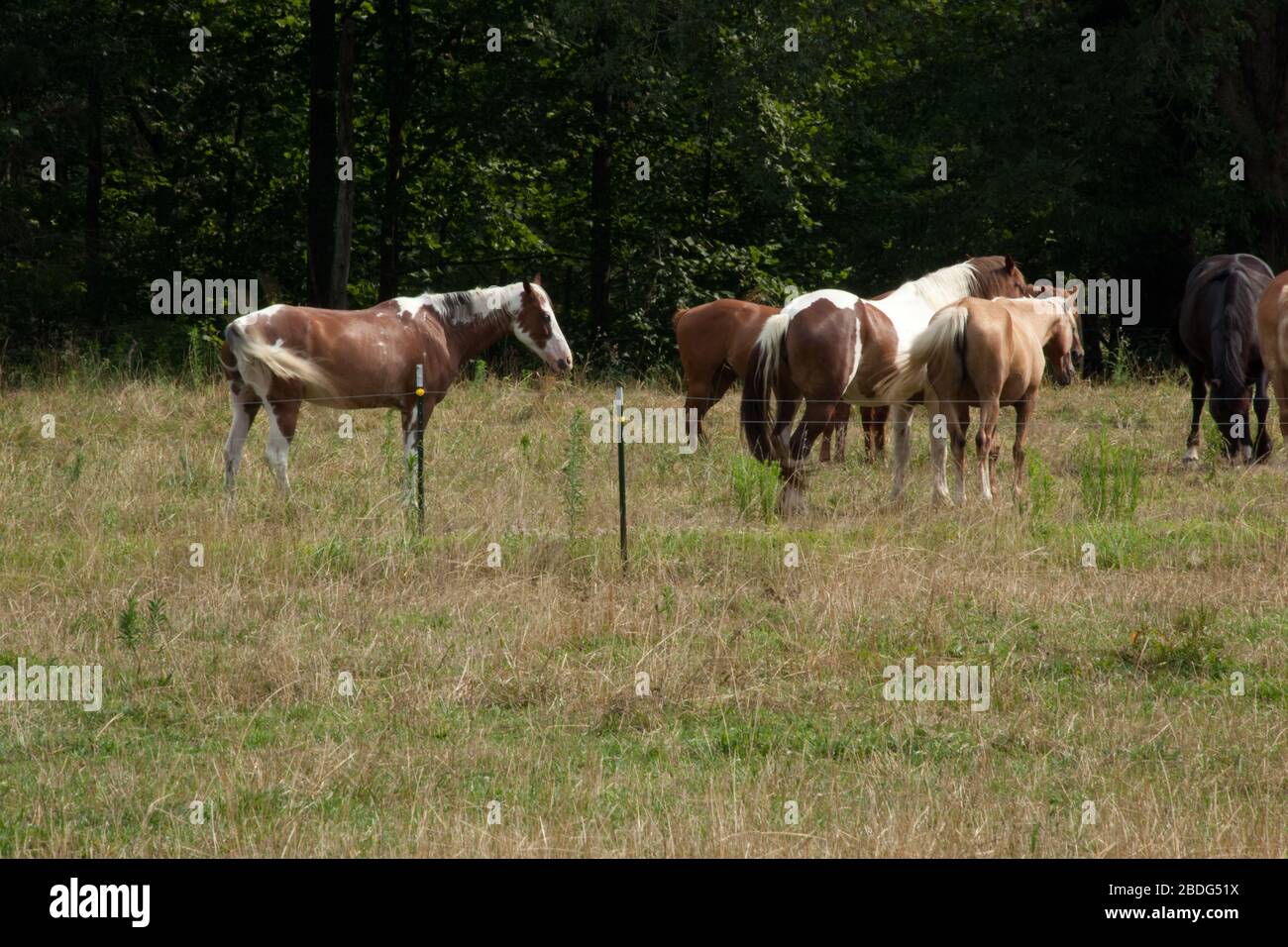 Great herd horses in hi-res stock photography and images - Alamy