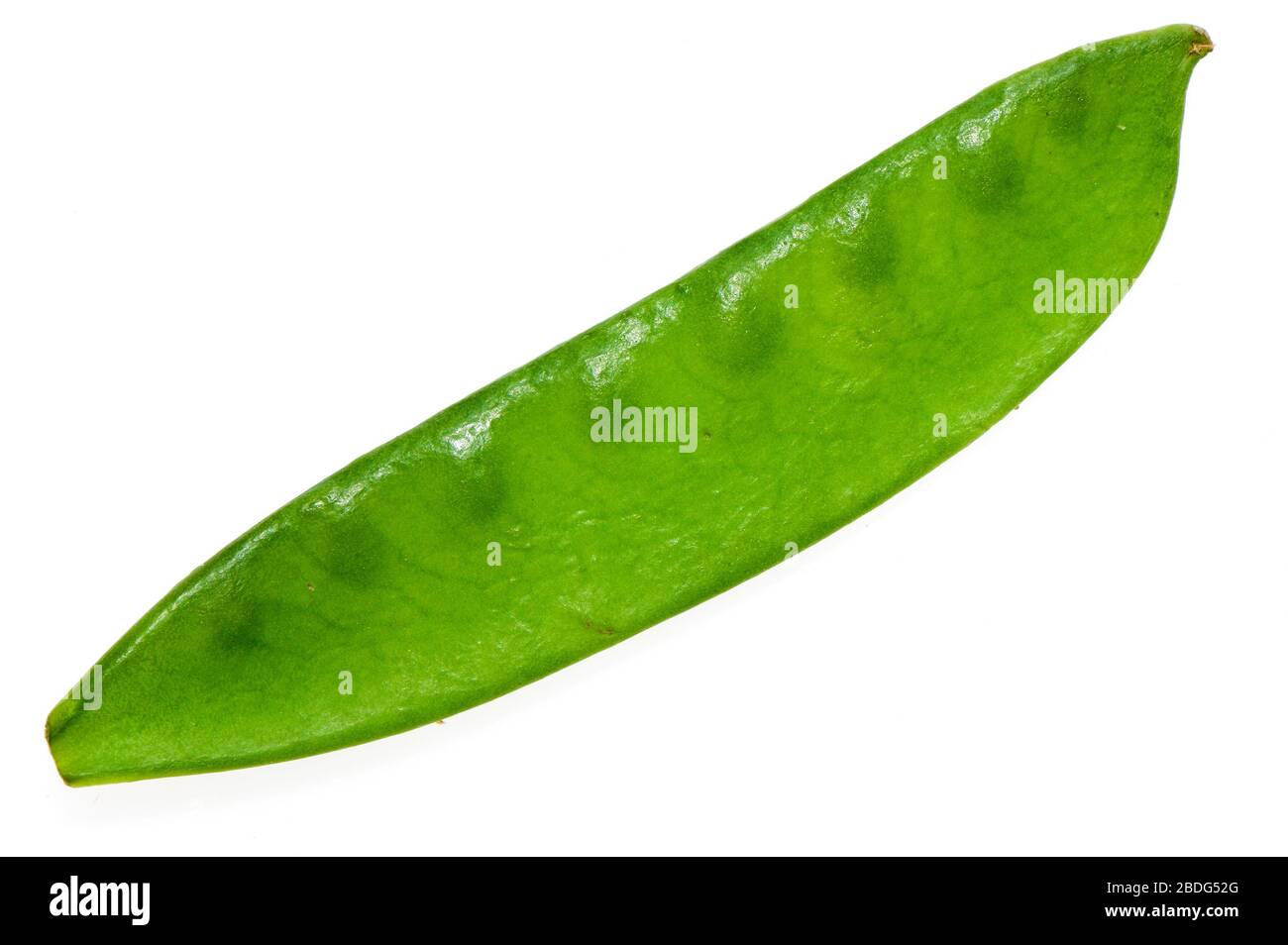 Single Baby sweet pea pod on a white background. Backlit Stock Photo ...
