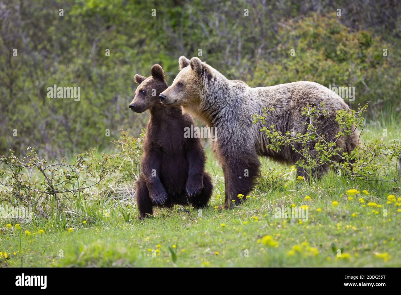 Baby brown bear cub standing on rear legs near to mother Stock Photo ...