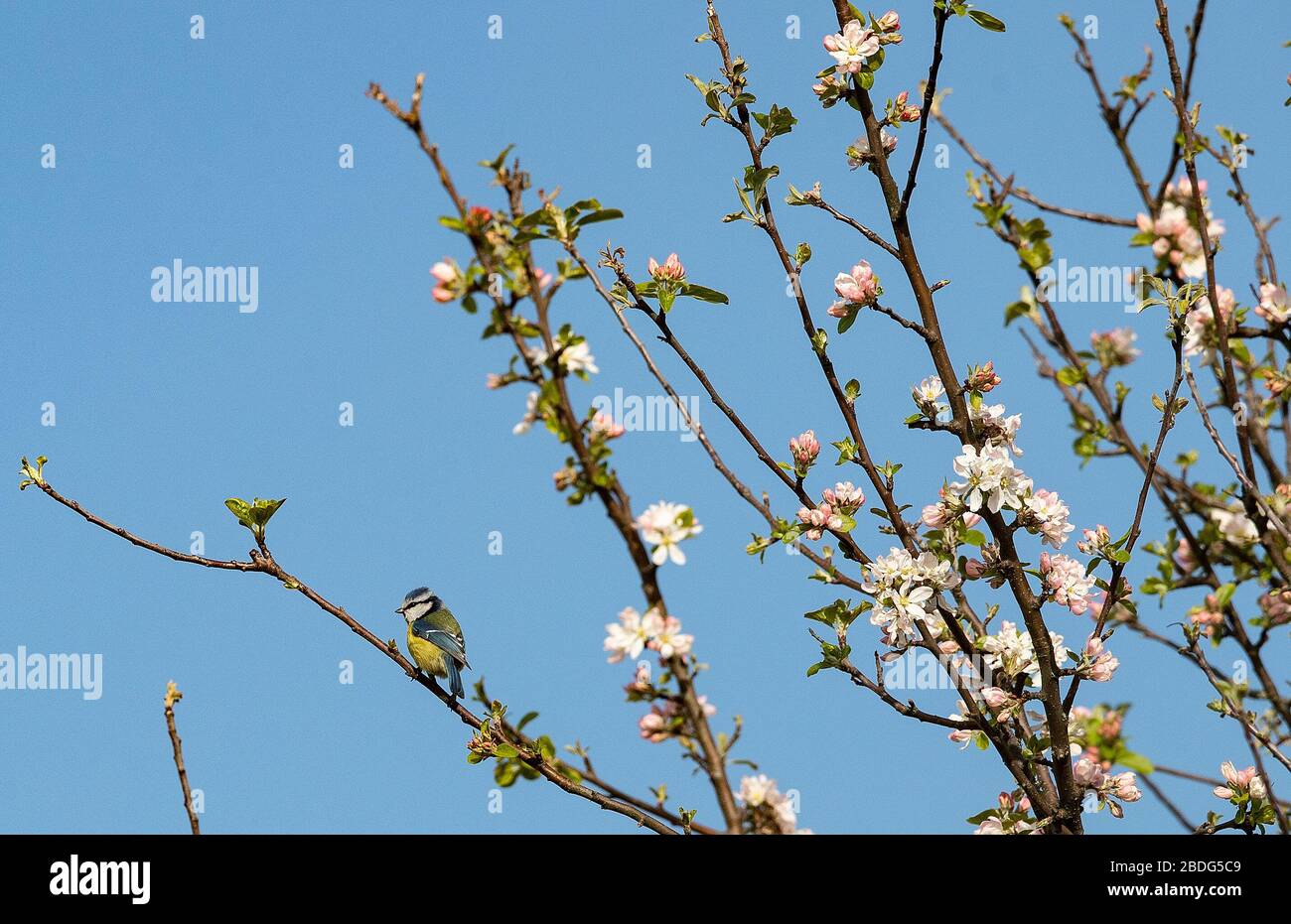A blue tit sits in the branches of a Prunus 'Pink Shell' tree in Dublin ...