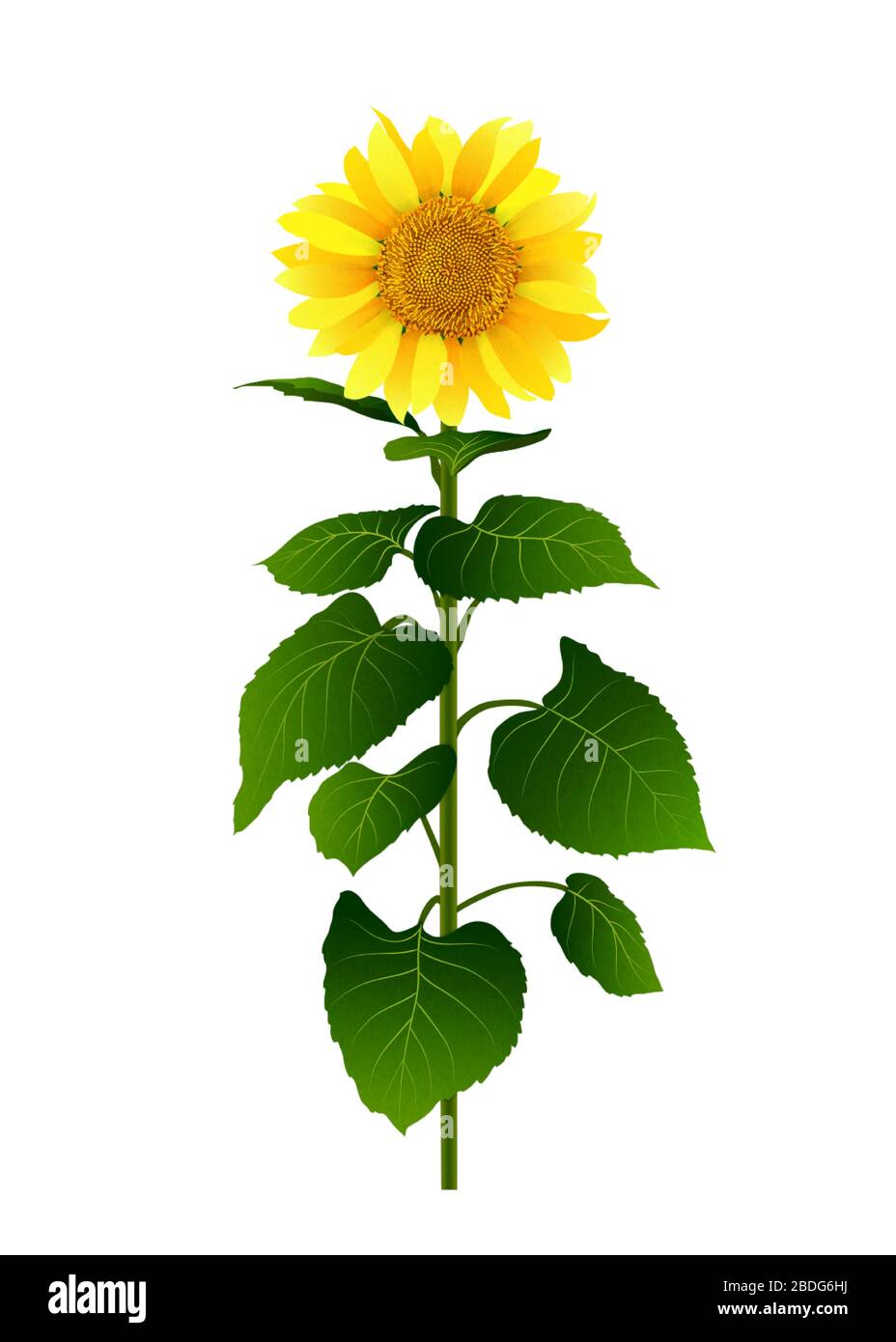 Sunflower vector vectors hi-res stock photography and images - Alamy