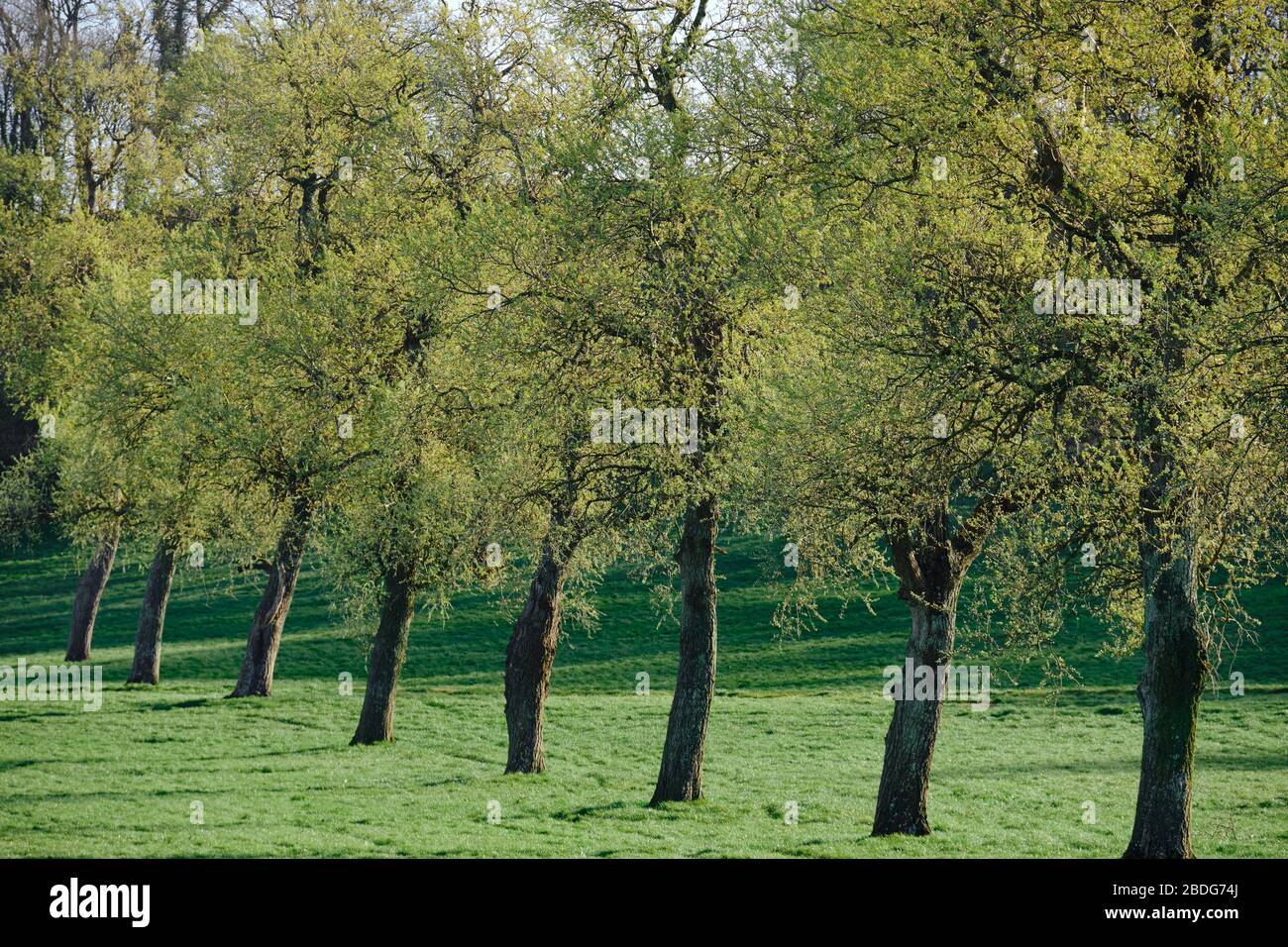 Picturesque spring colour trees hi-res stock photography and images - Alamy