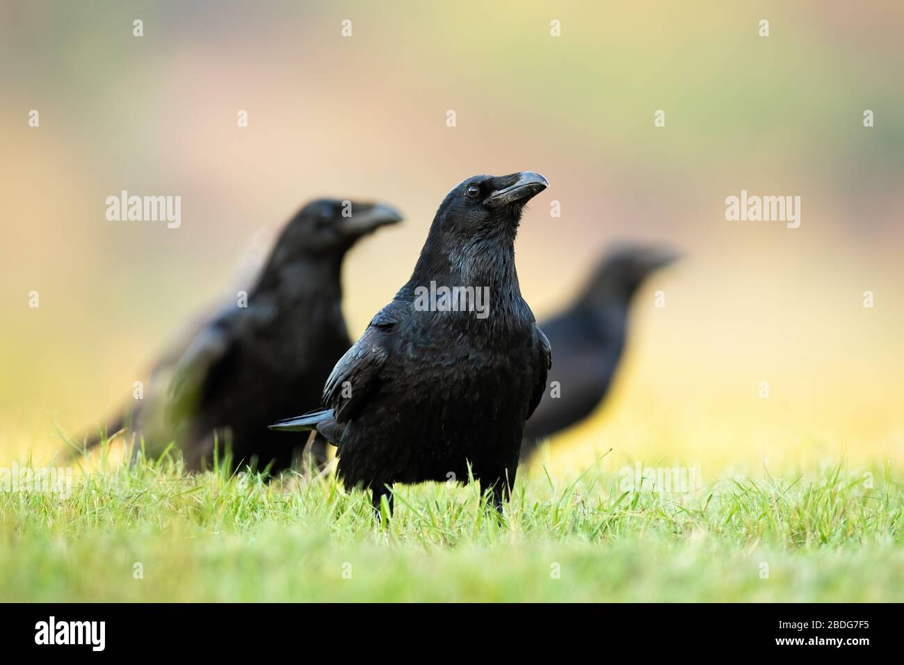 Common raven corvus corax flock hi-res stock photography and images - Alamy