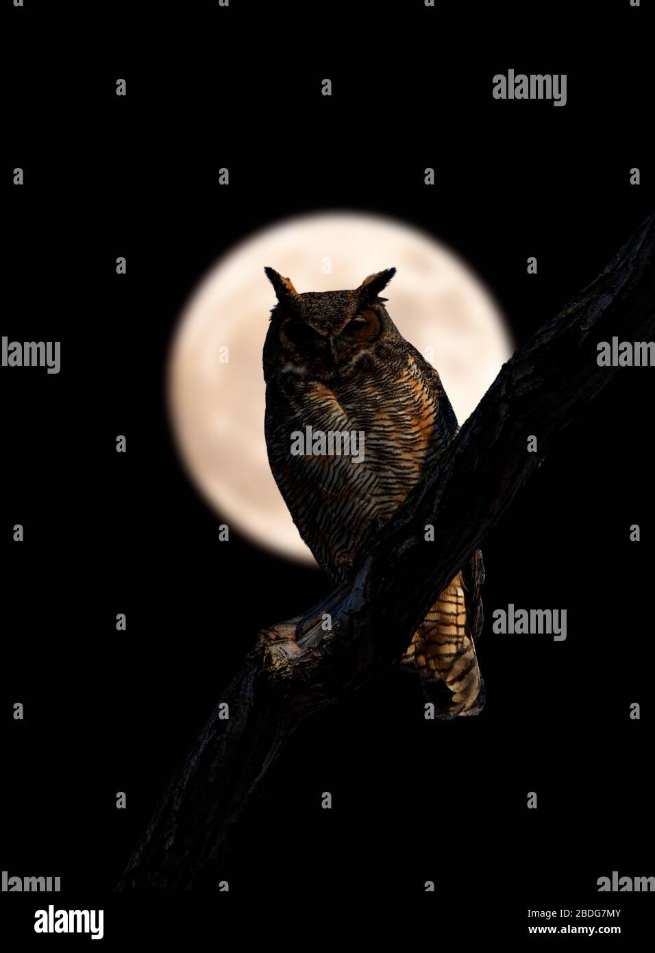 Moon bird night hi-res stock photography and images - Alamy