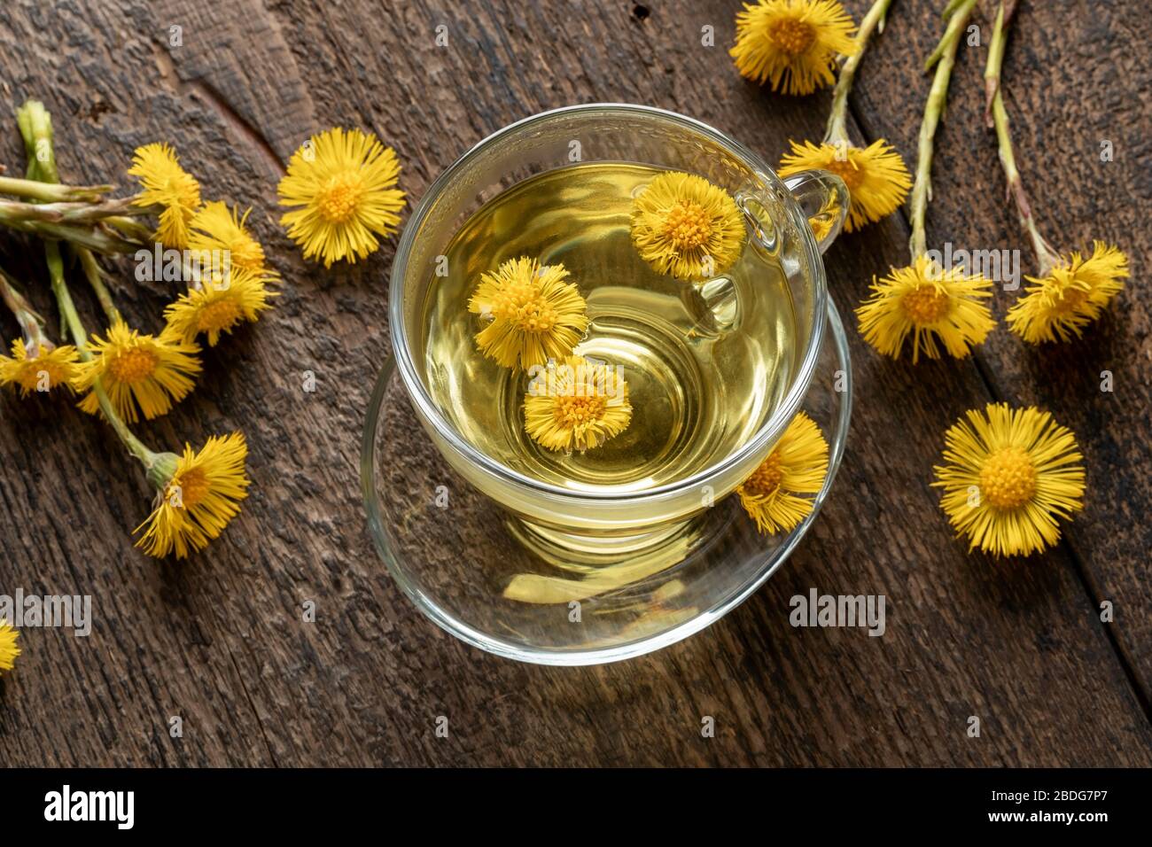 Coltsfoot edible hi-res stock photography and images - Alamy