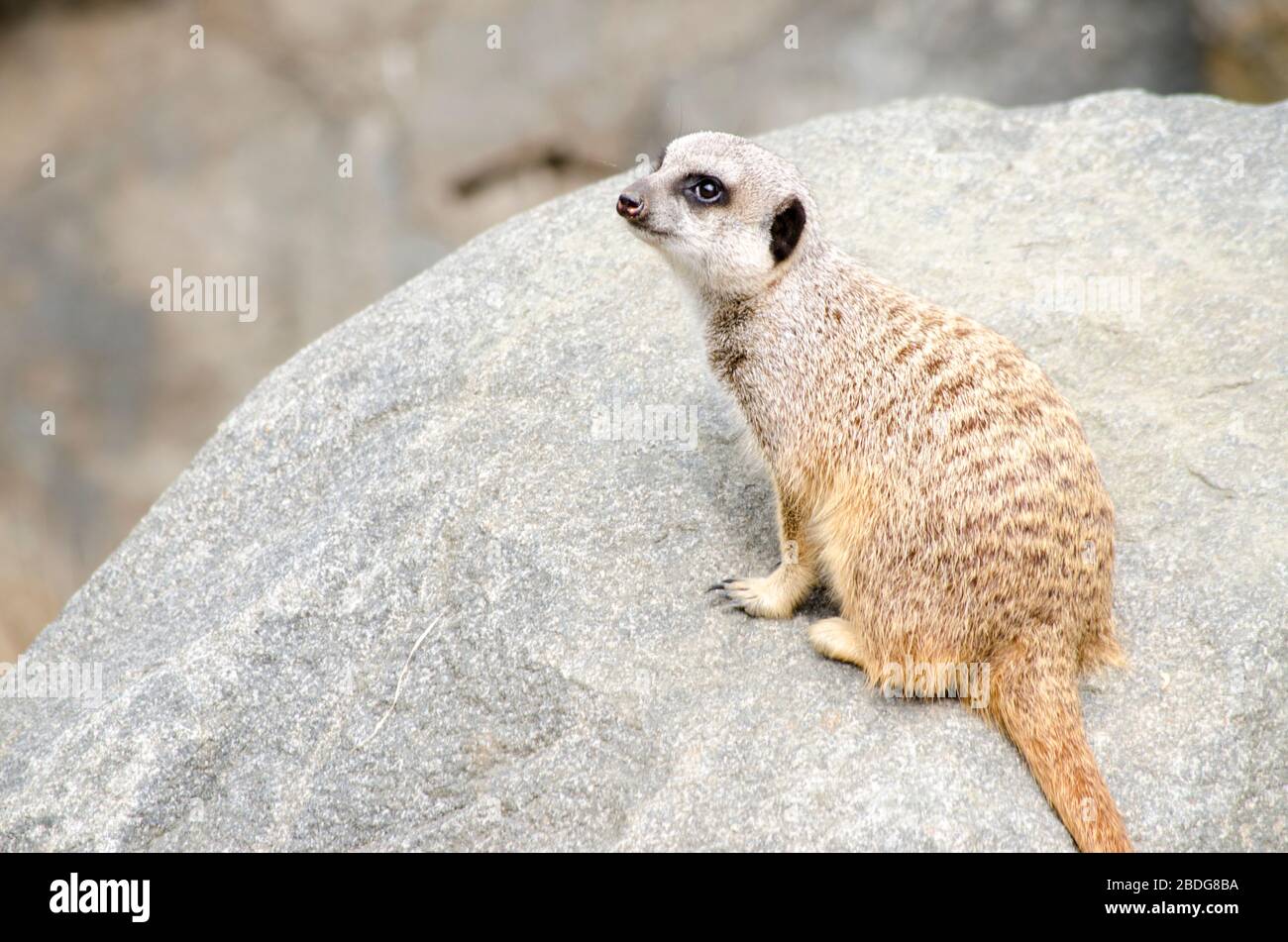 Single Meerkat on Guard Stock Photo - Alamy