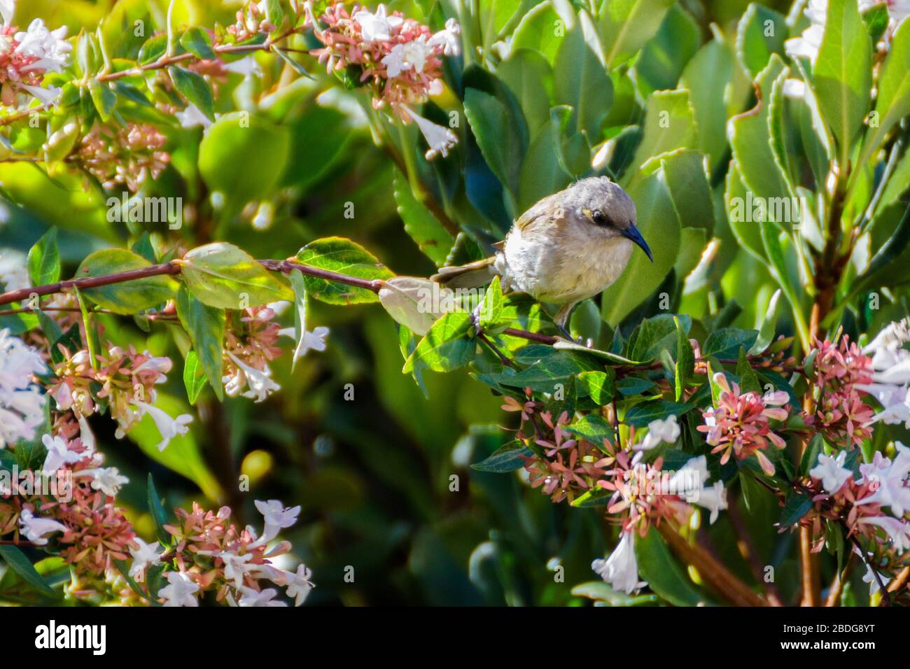 Common australian bush bird hi-res stock photography and images - Alamy