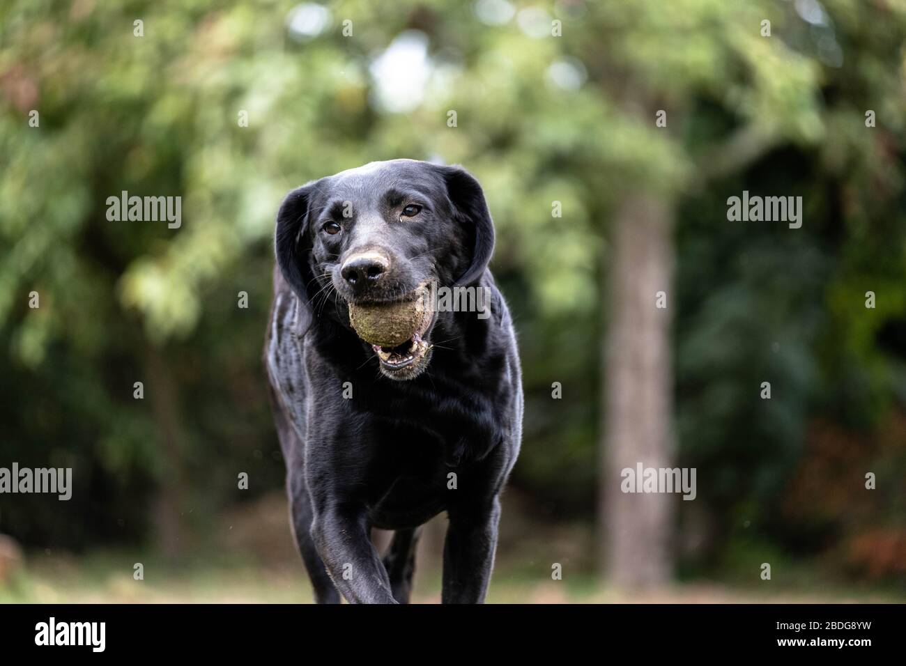 Piencourt, Normandy, France. A black labrador dog runs with a tennis ...