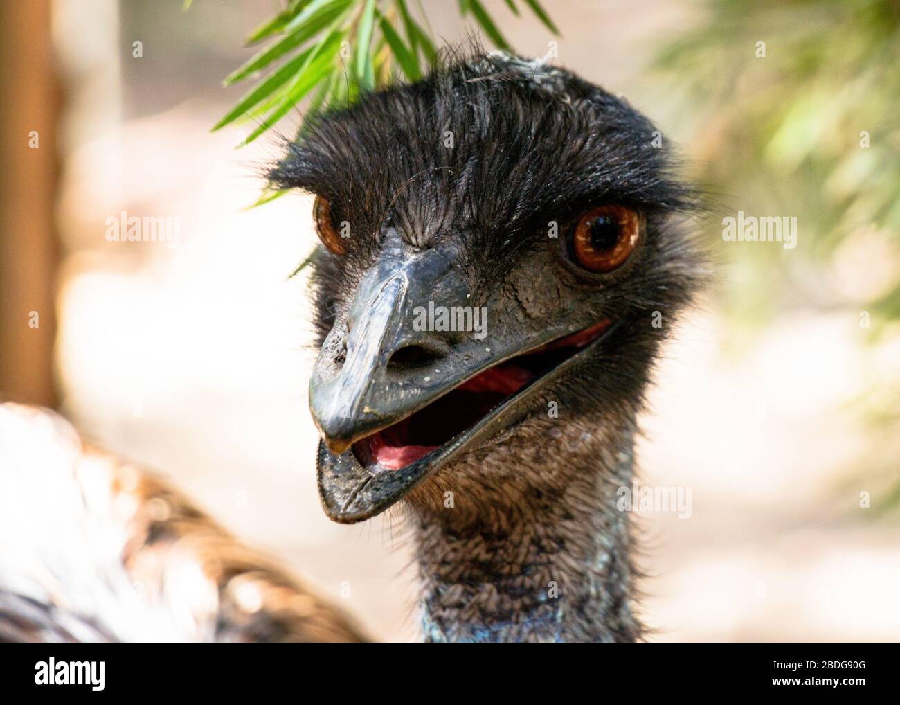 Scary emu australia hi-res stock photography and images - Alamy