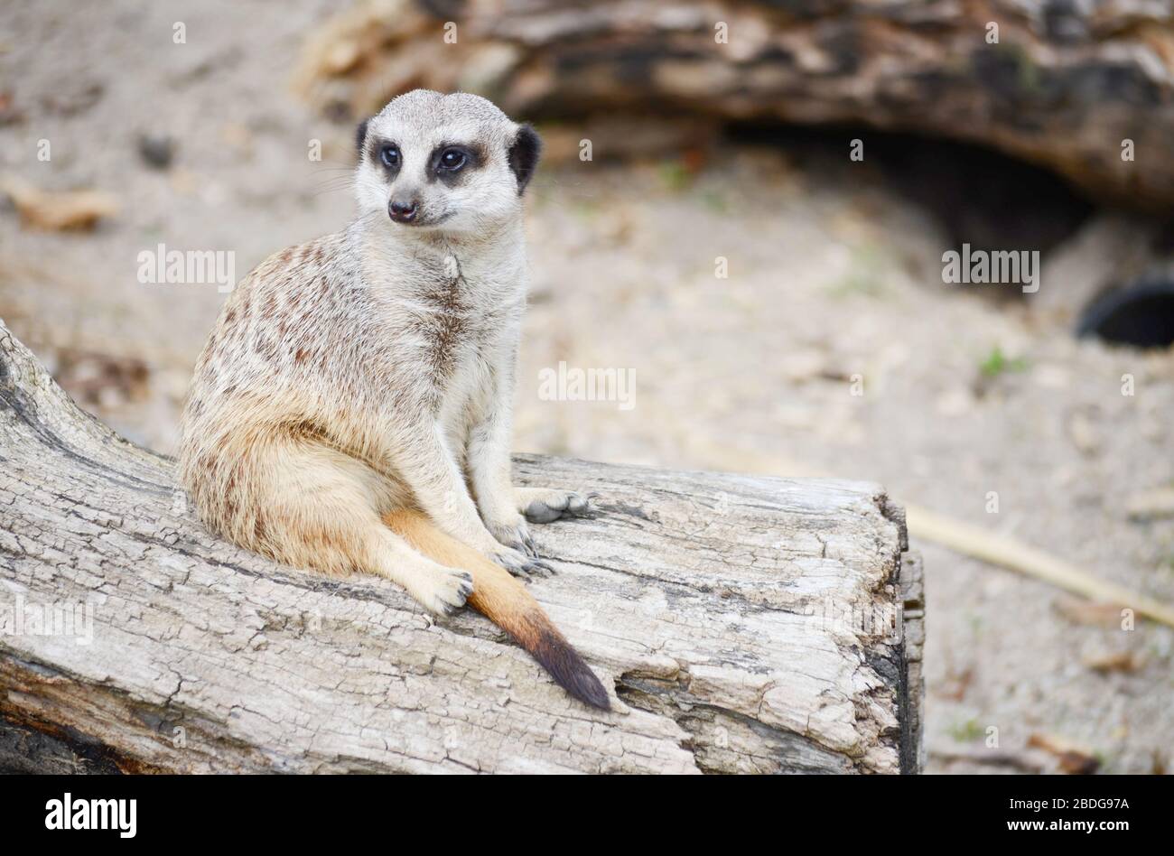 Single Meerkat on Guard Stock Photo - Alamy