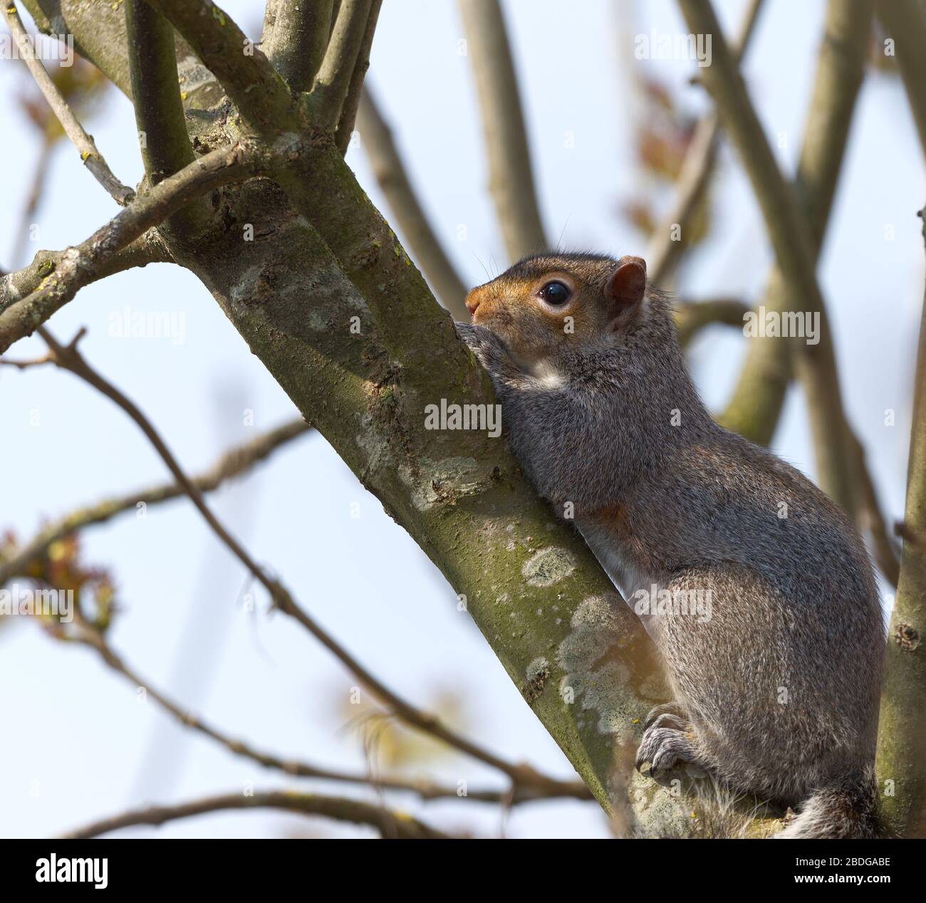 Squirrel sitting on branch hi-res stock photography and images - Alamy