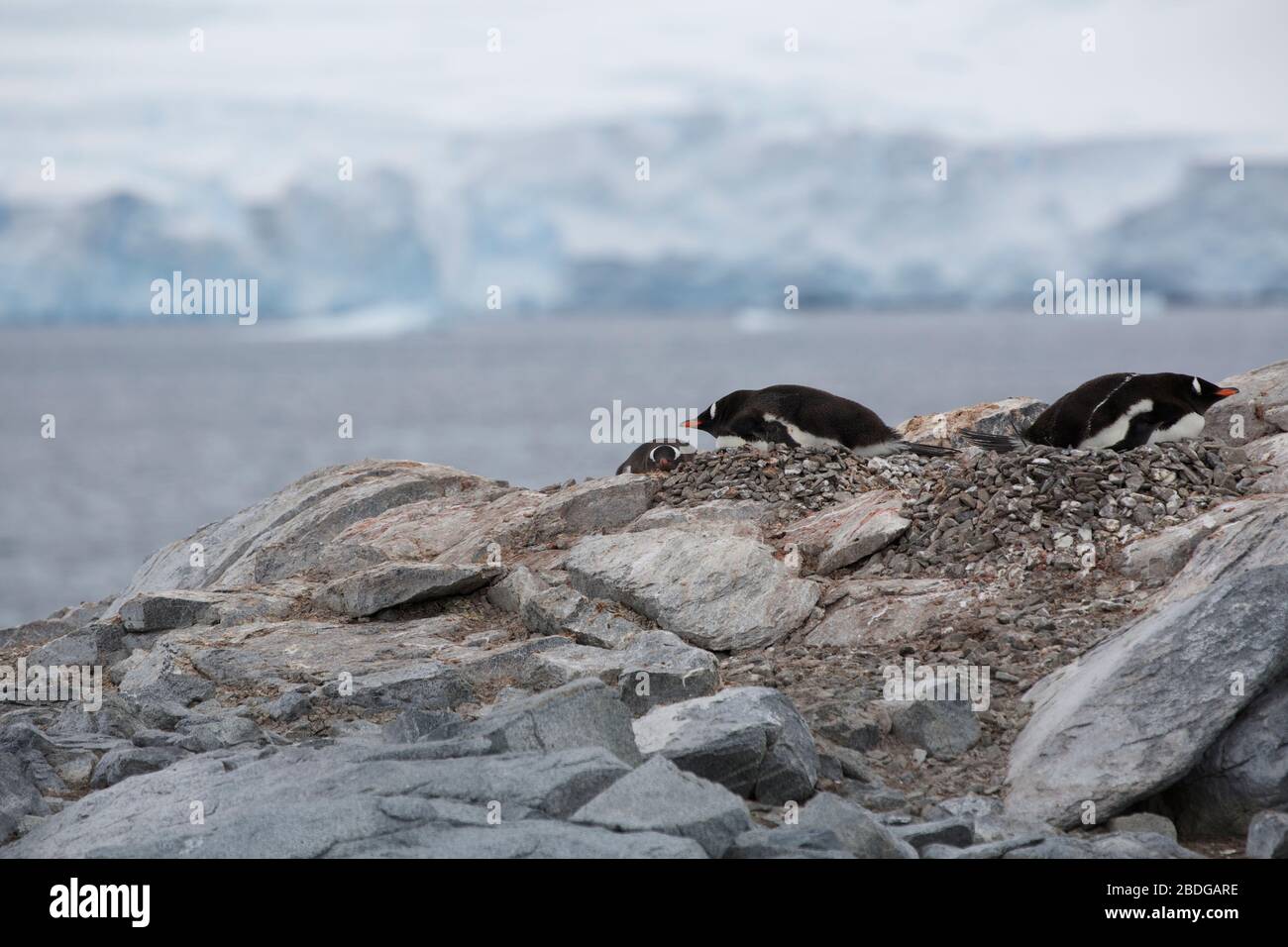 Penguins antarctica with glacier hi-res stock photography and images ...