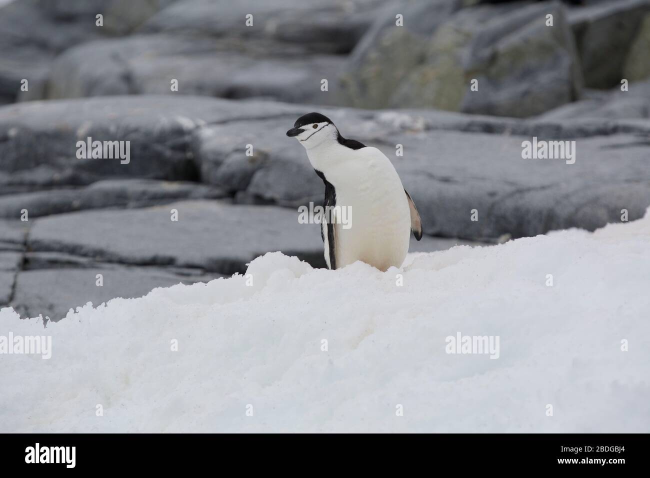 Bearded penguin hi-res stock photography and images - Alamy