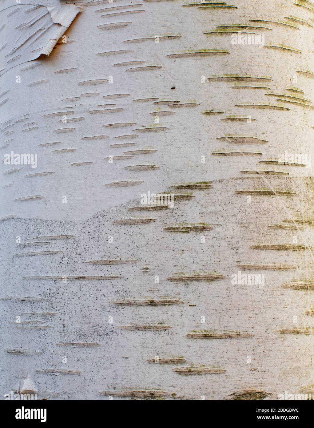 Bark of birch tree, London, UK Stock Photo - Alamy