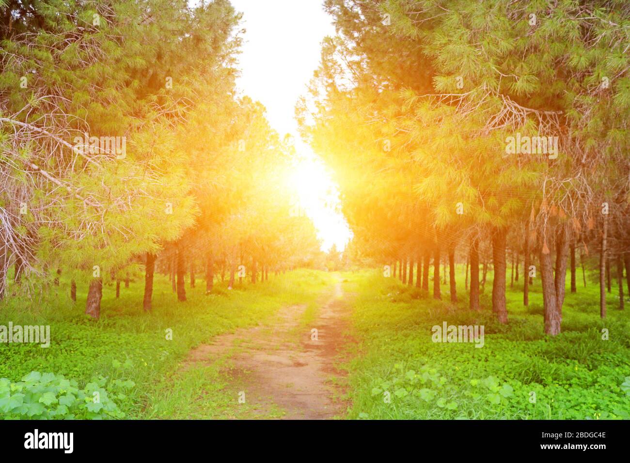 Coniferous forest in Larnaca, Cyprus Stock Photo - Alamy