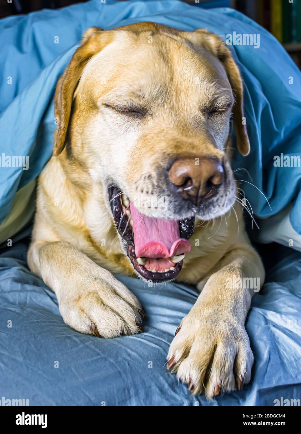happy white labrador lies on the bed under a blanket Stock Photo - Alamy