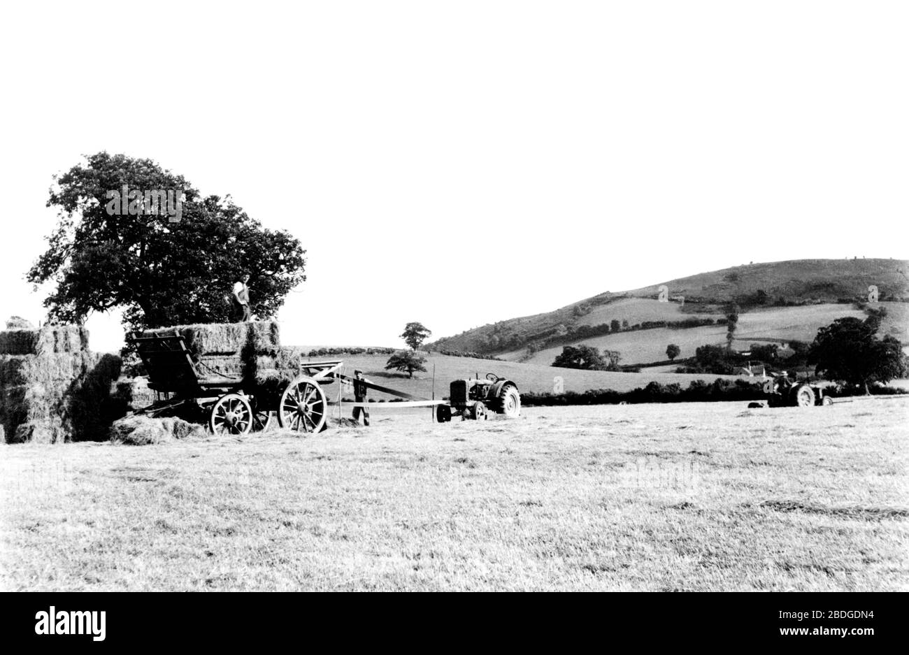 Llansilin, Harvesting 1951 Stock Photo - Alamy