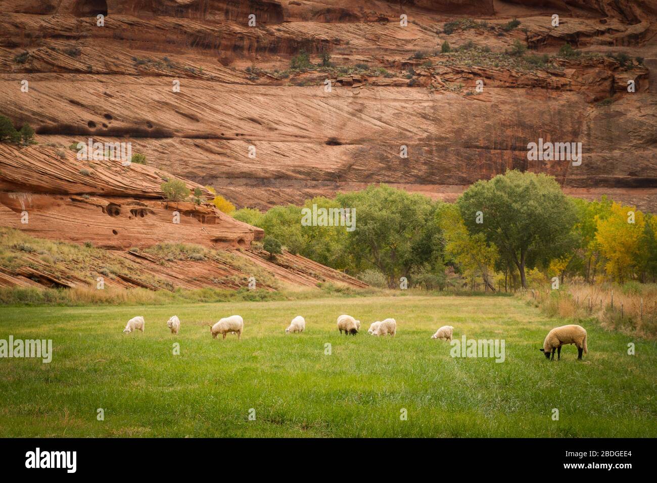 Indian sheep and goat goats hi-res stock photography and images - Alamy