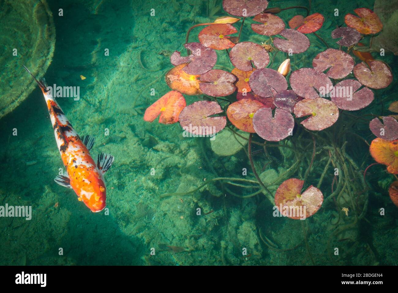 A single orange koi fish swims in an aquamarine pond near floating ...