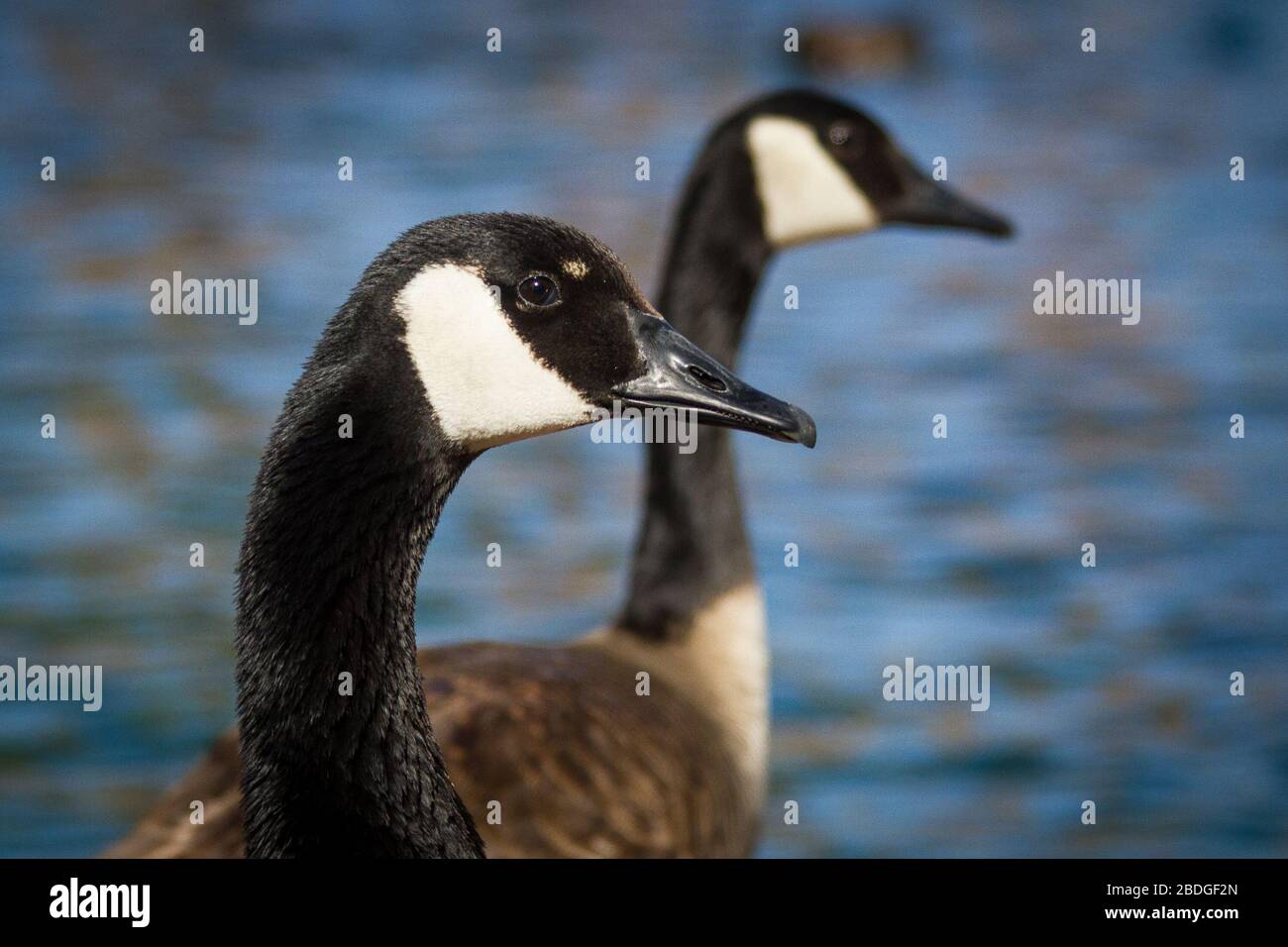 Phoenix arizona park bird's eye hi-res stock photography and images - Alamy