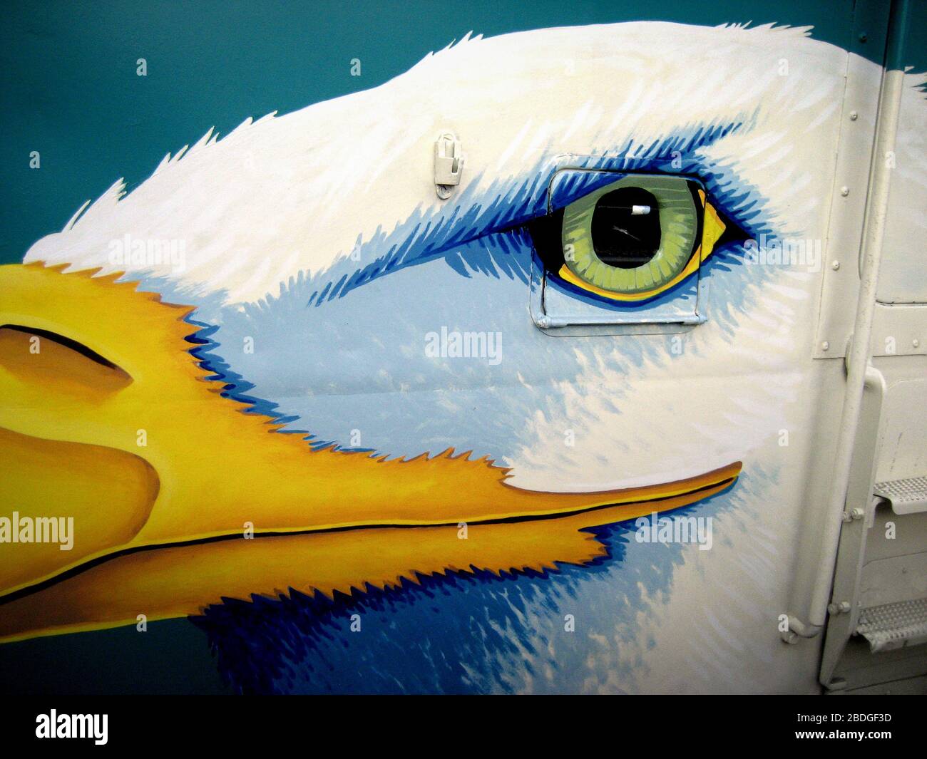 Arizona bald eagle hi-res stock photography and images - Alamy