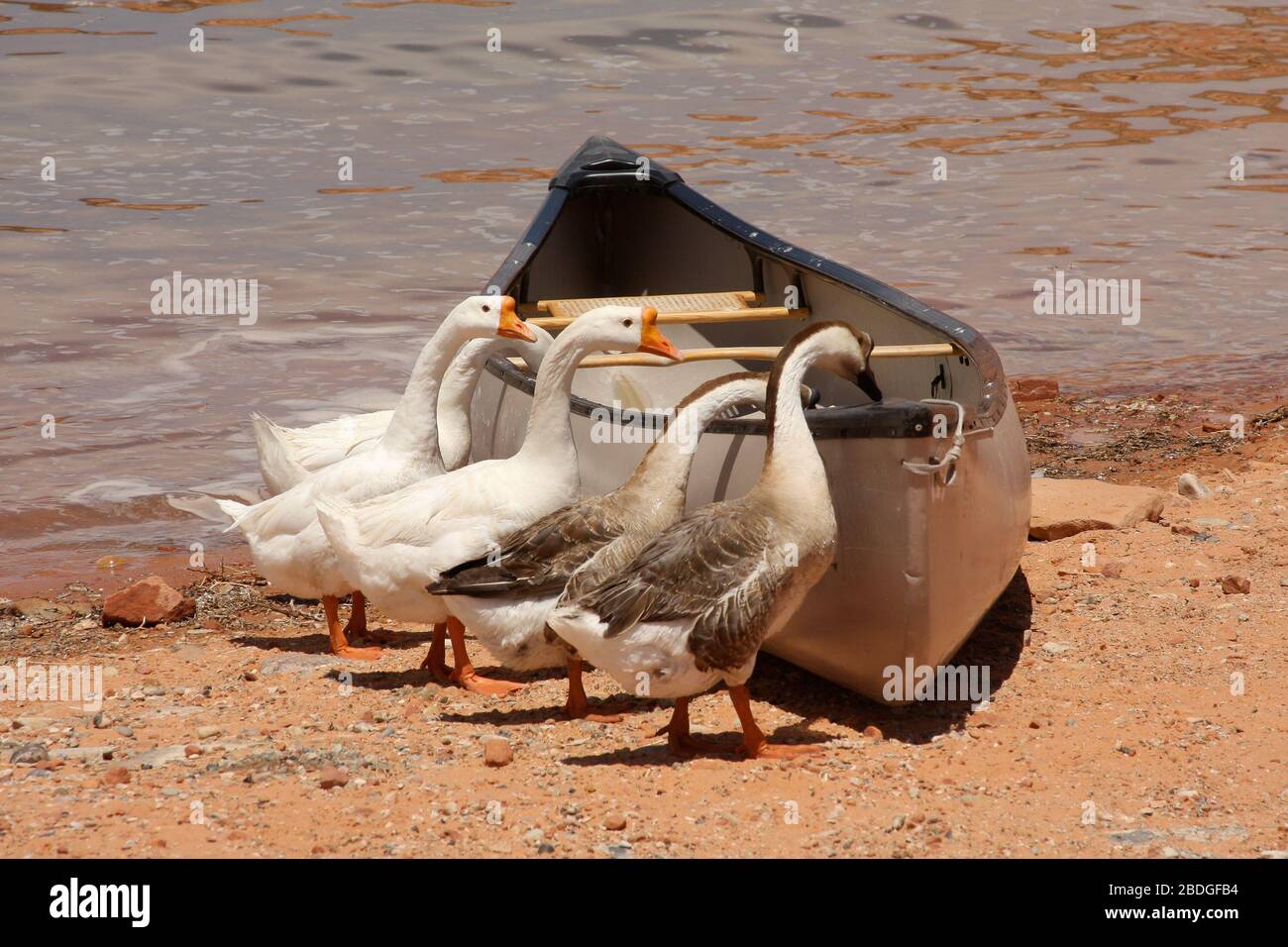Five wild geese approach a tan canoe and appear to inspect the insides ...