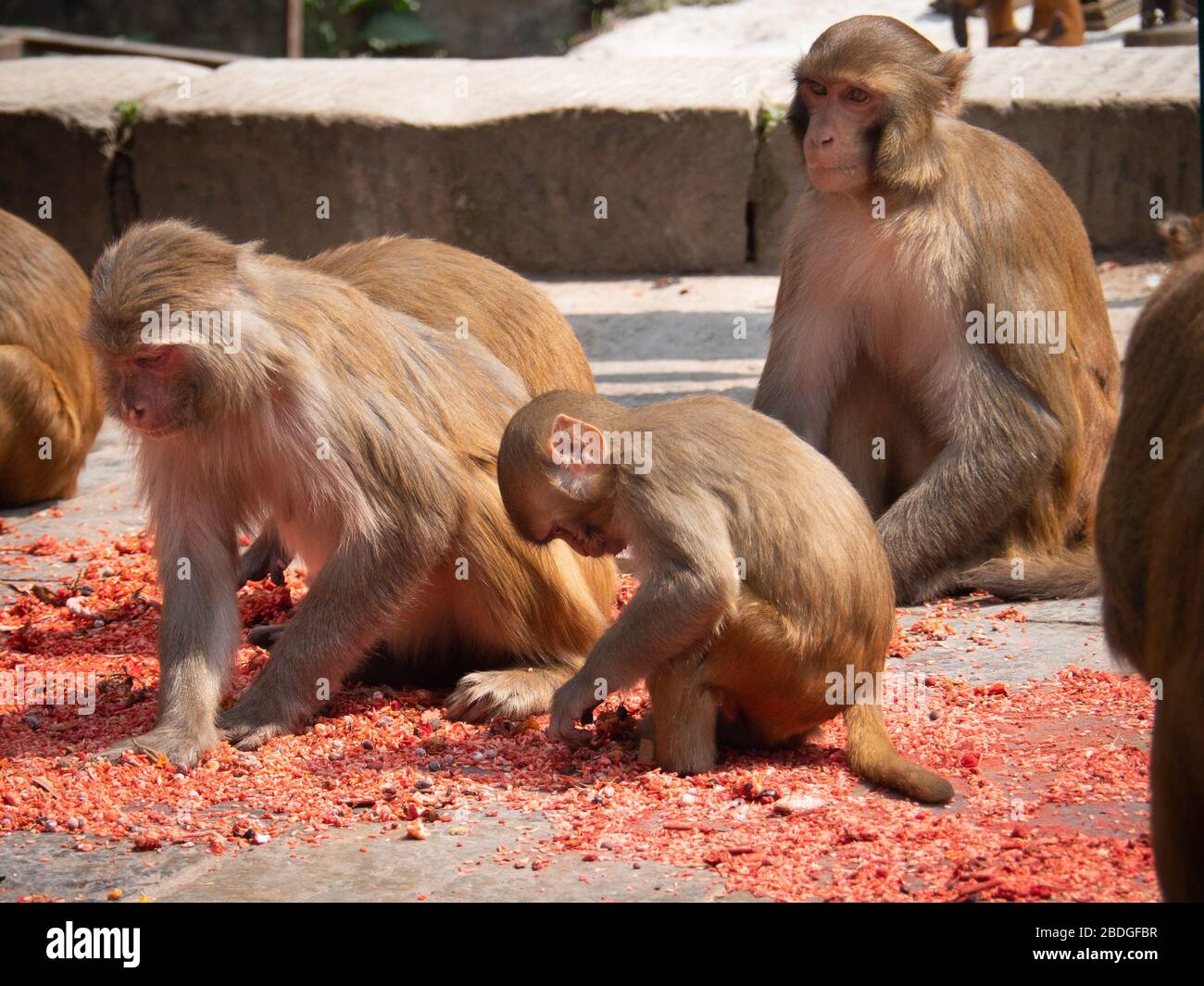 Feeding monkeys group hi-res stock photography and images - Alamy