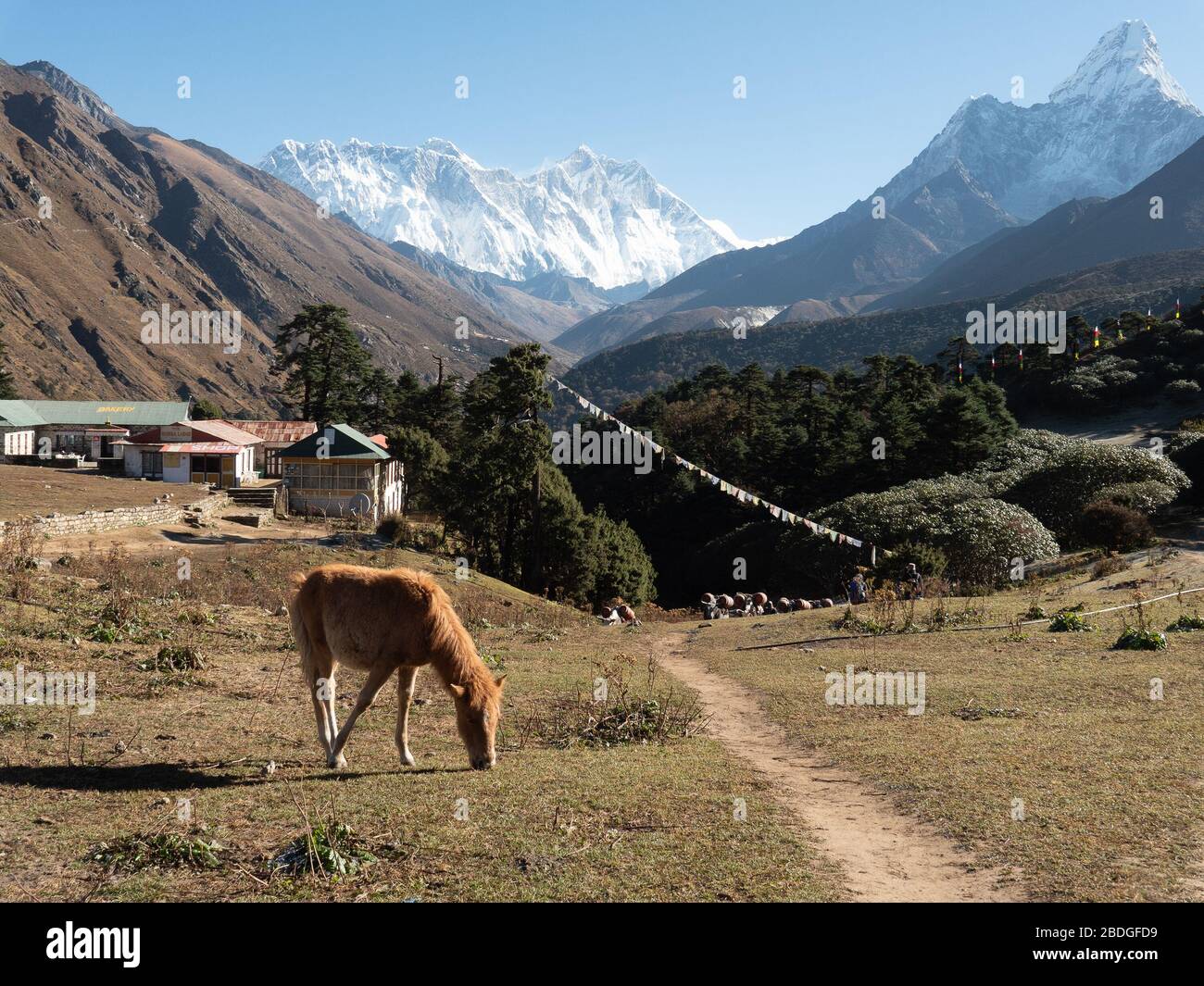 A horse grazes while in the distance a yak train approaches in ...