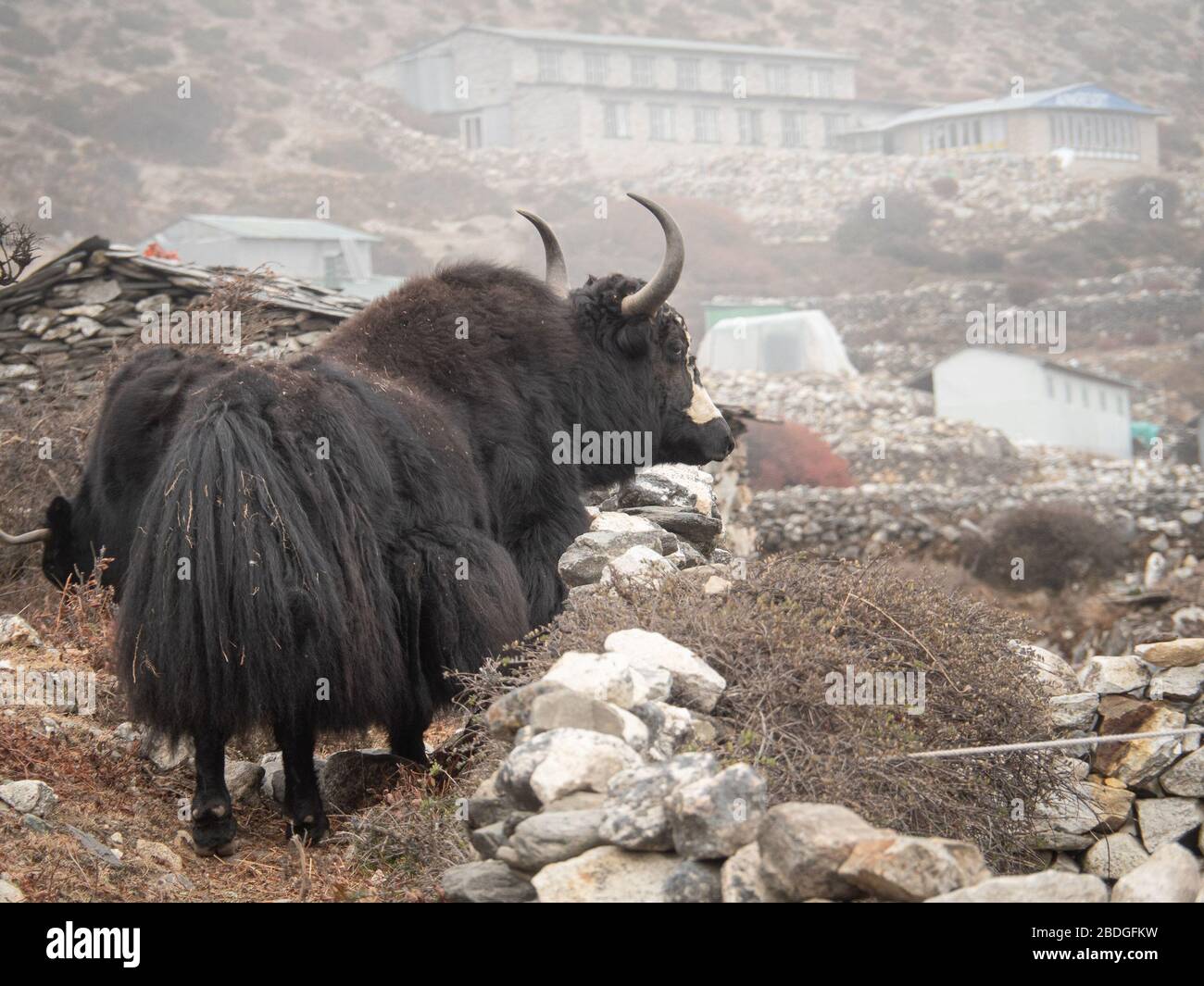 A lone yak peers out at his village in the fog along the Everest base ...
