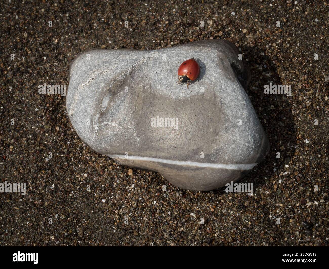 Ladybug on the beach hi-res stock photography and images - Alamy