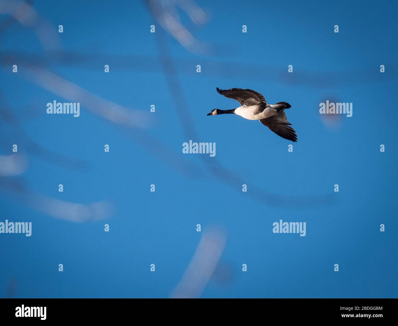 Goose flying overhead hi-res stock photography and images - Alamy
